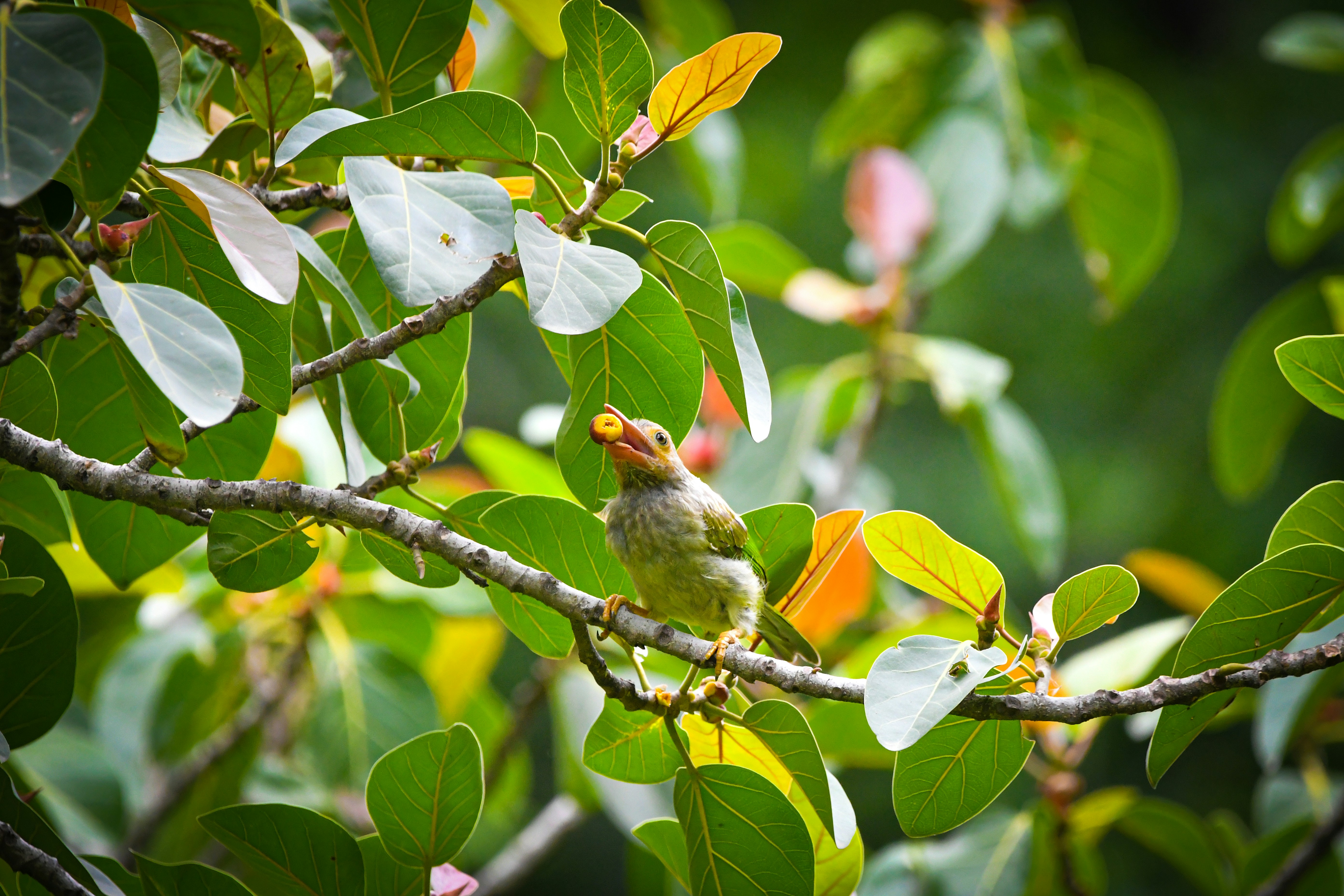 Tiny Bird Perch: A Framed Moment Among Green and Golden Leaves