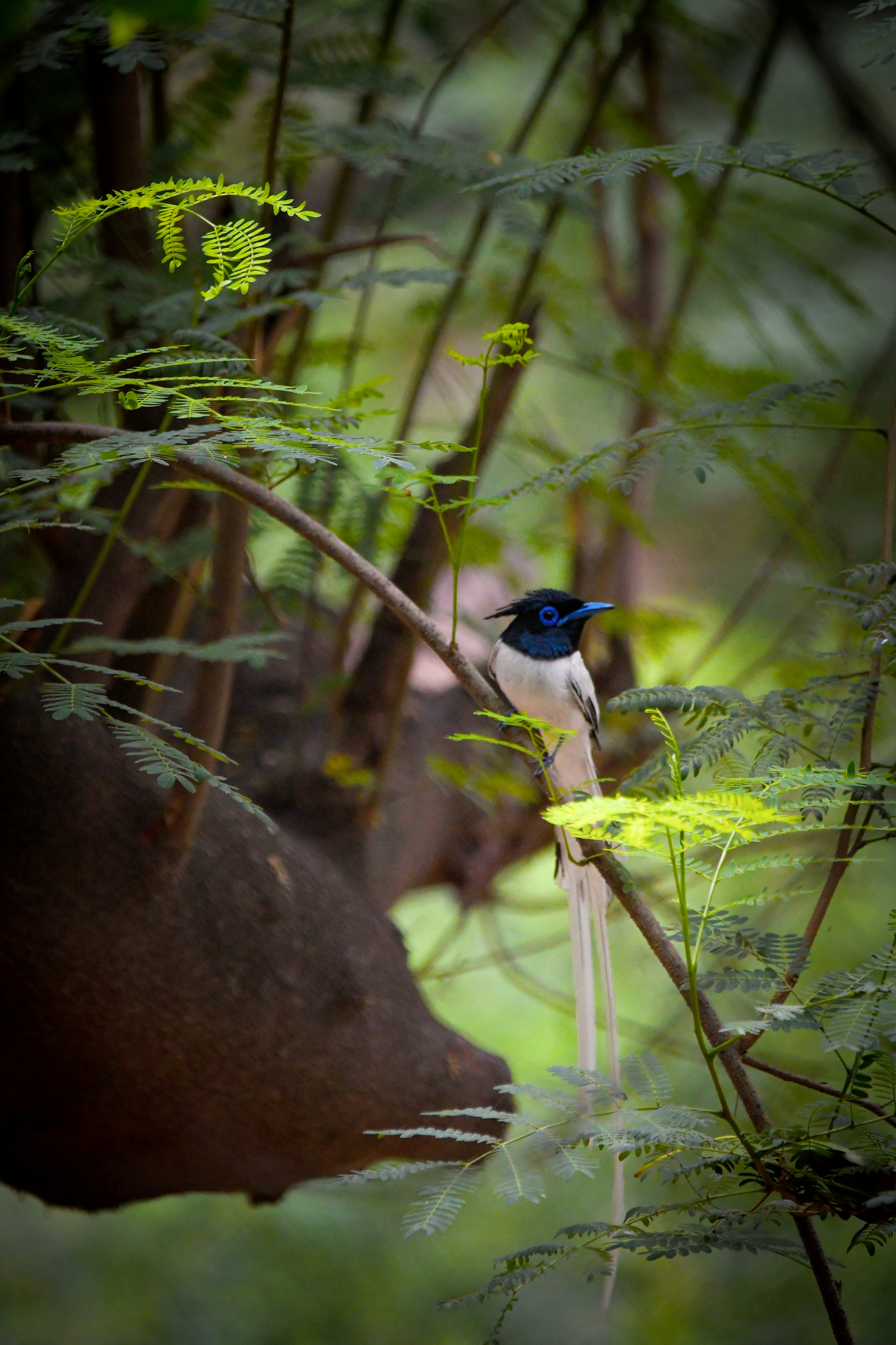 Blue-crowned Fantail Perch in Quiet Foliage