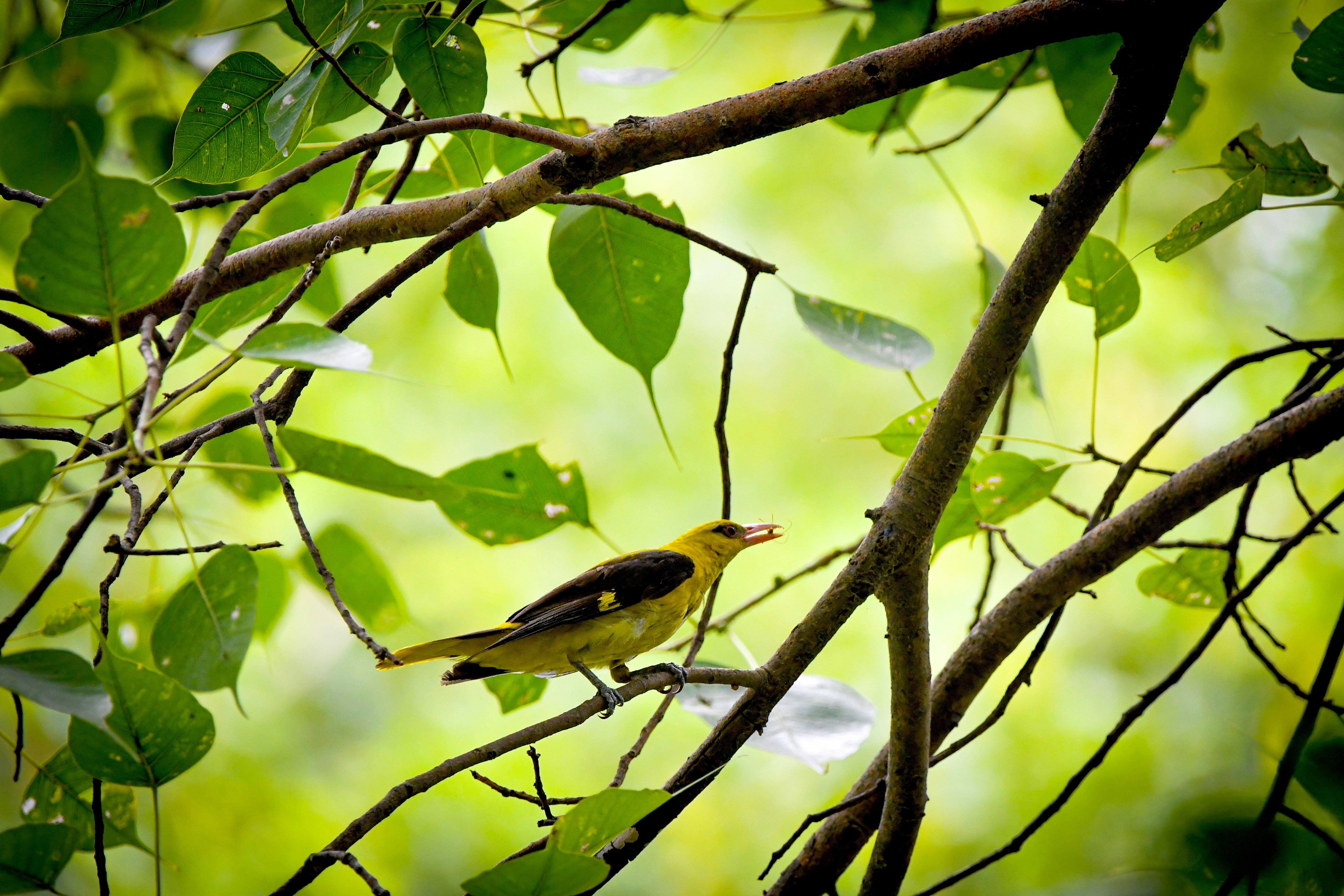 Amber Warbler Amid Green Canopy