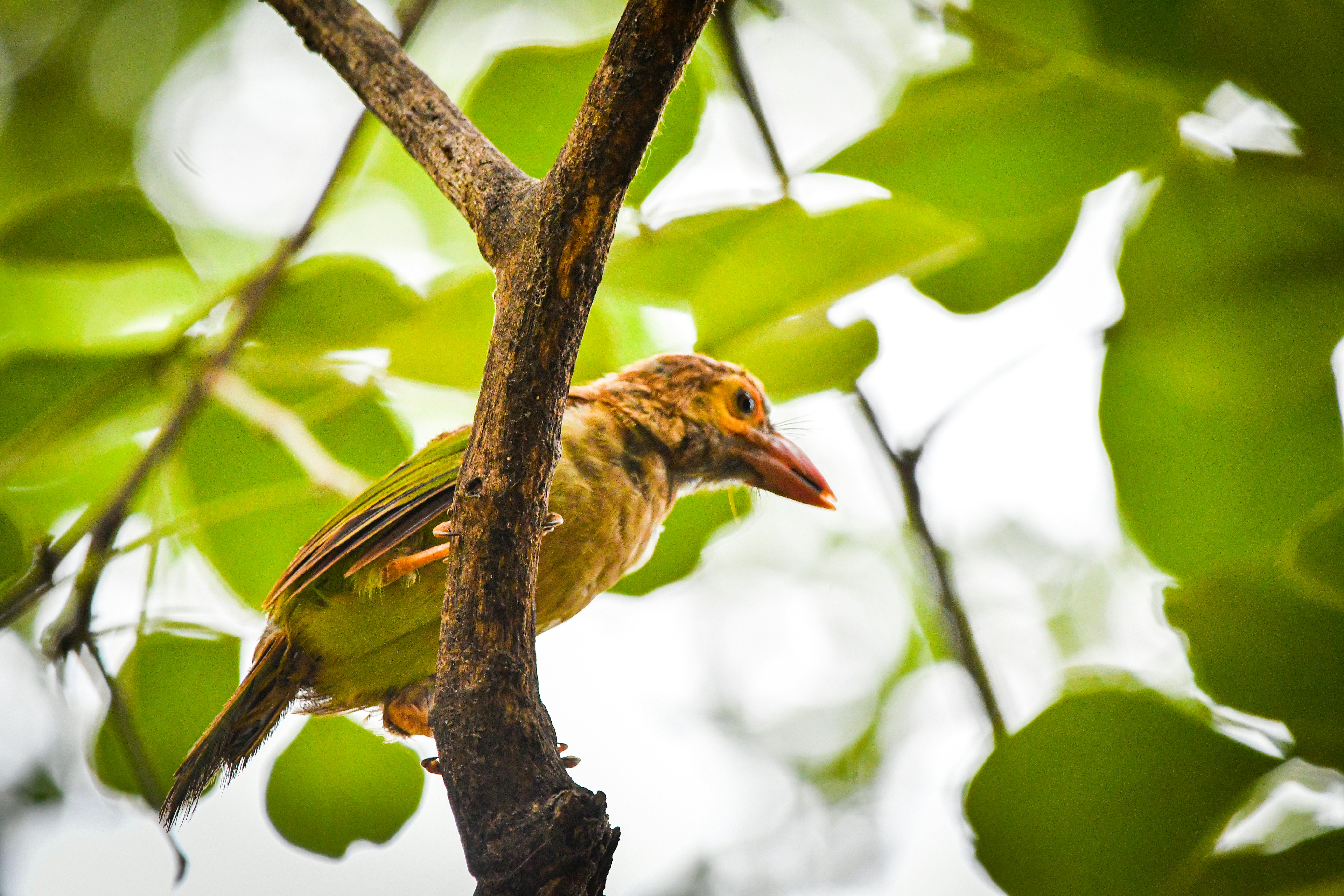 Scarlet Beak on a Branch: A Moment Among Green Canopy