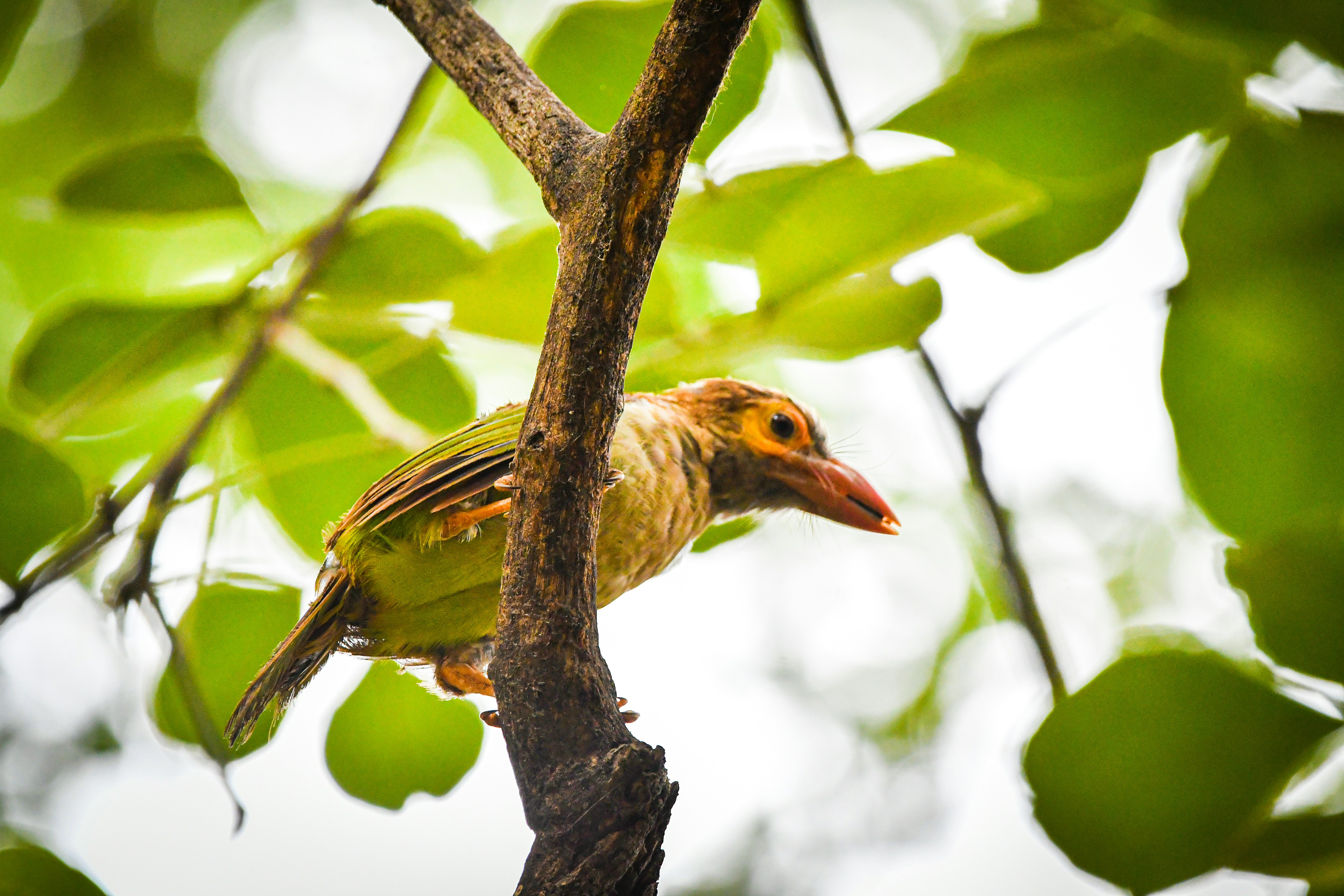 Sunlit Avian Moment: A Small Warbler in a Lush Canopy