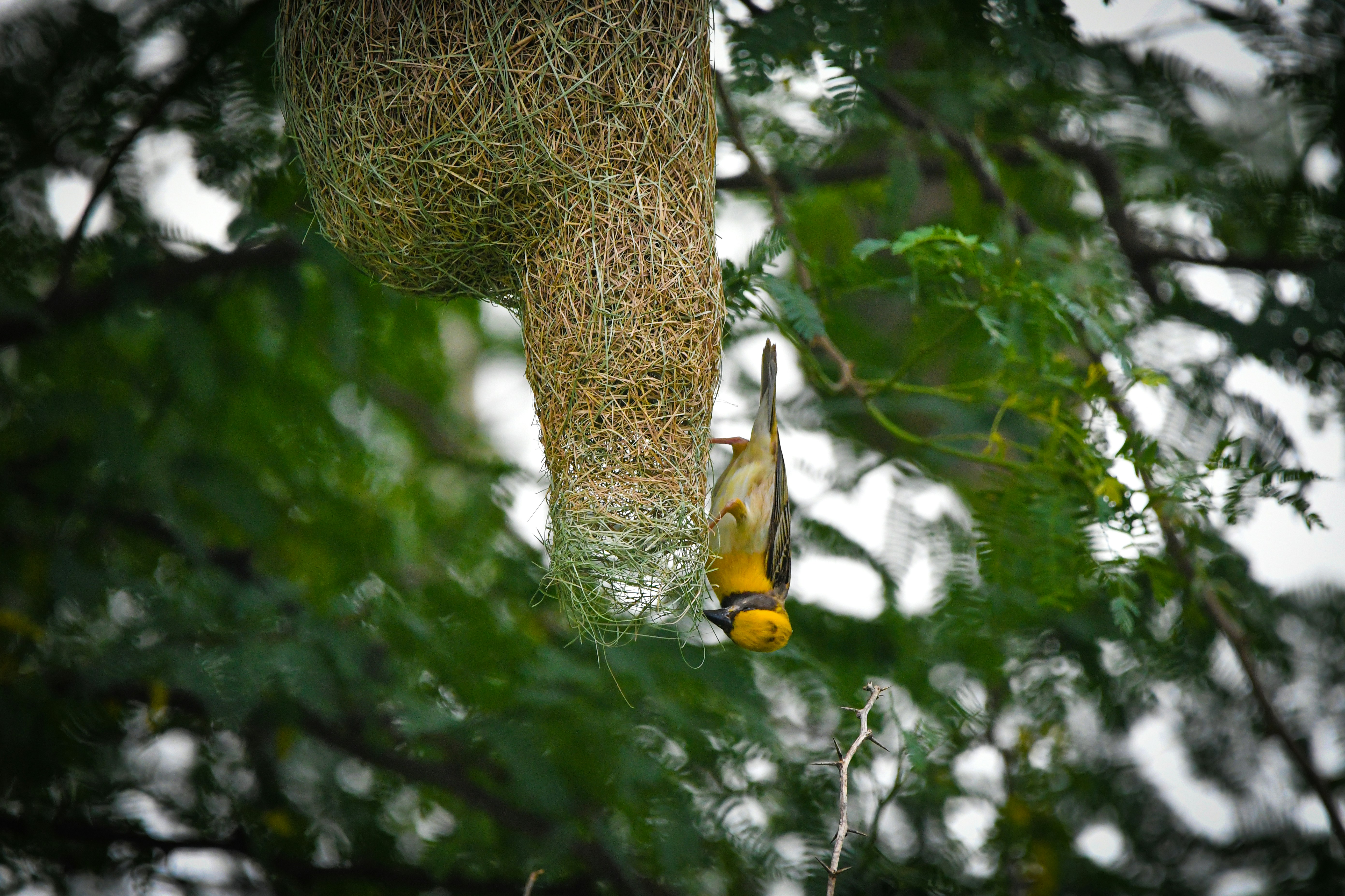 Hanging Nest and Neon Bird: A Delicate Moment Under a Canopy