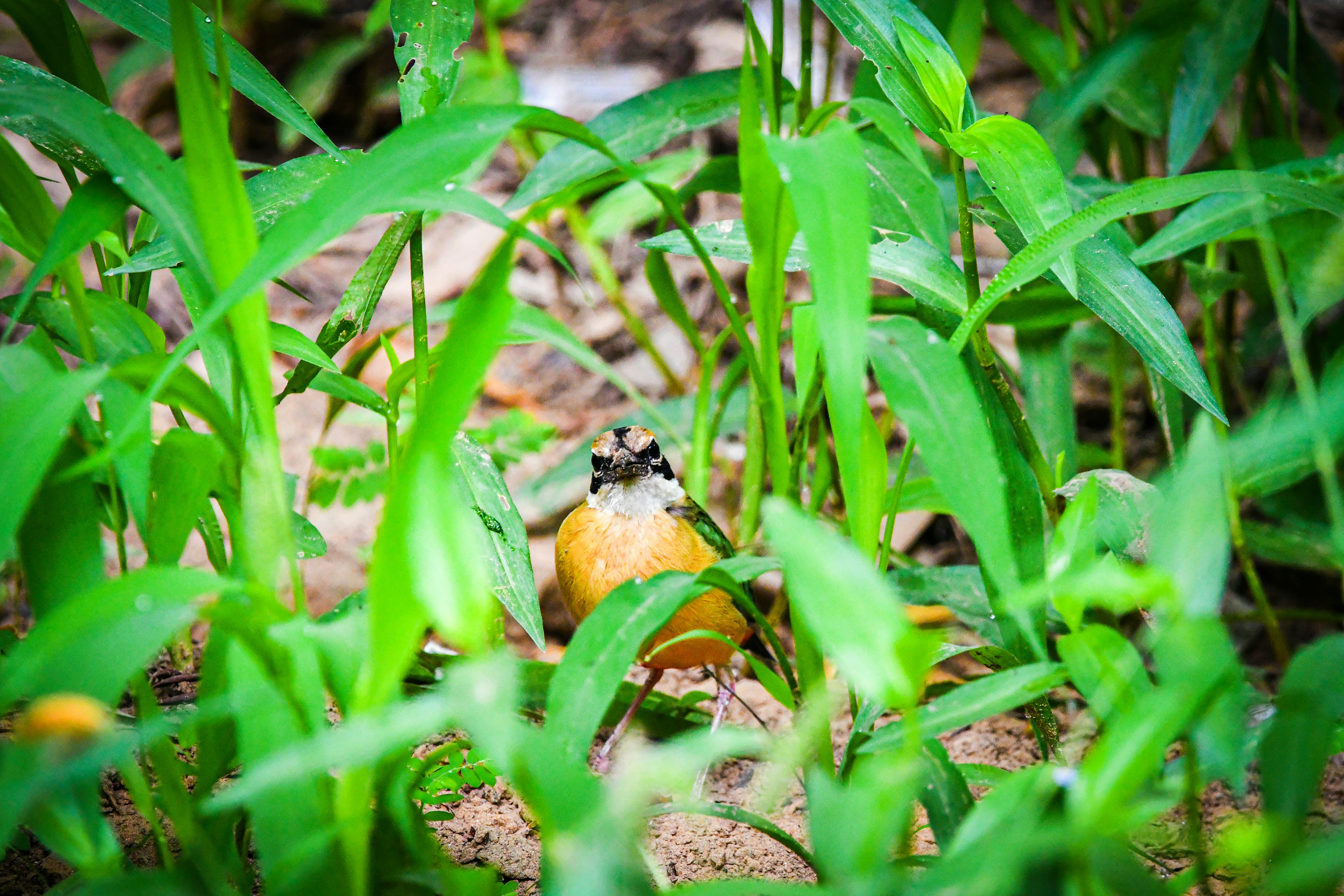Hidden Ember Warbler in a Sea of Green