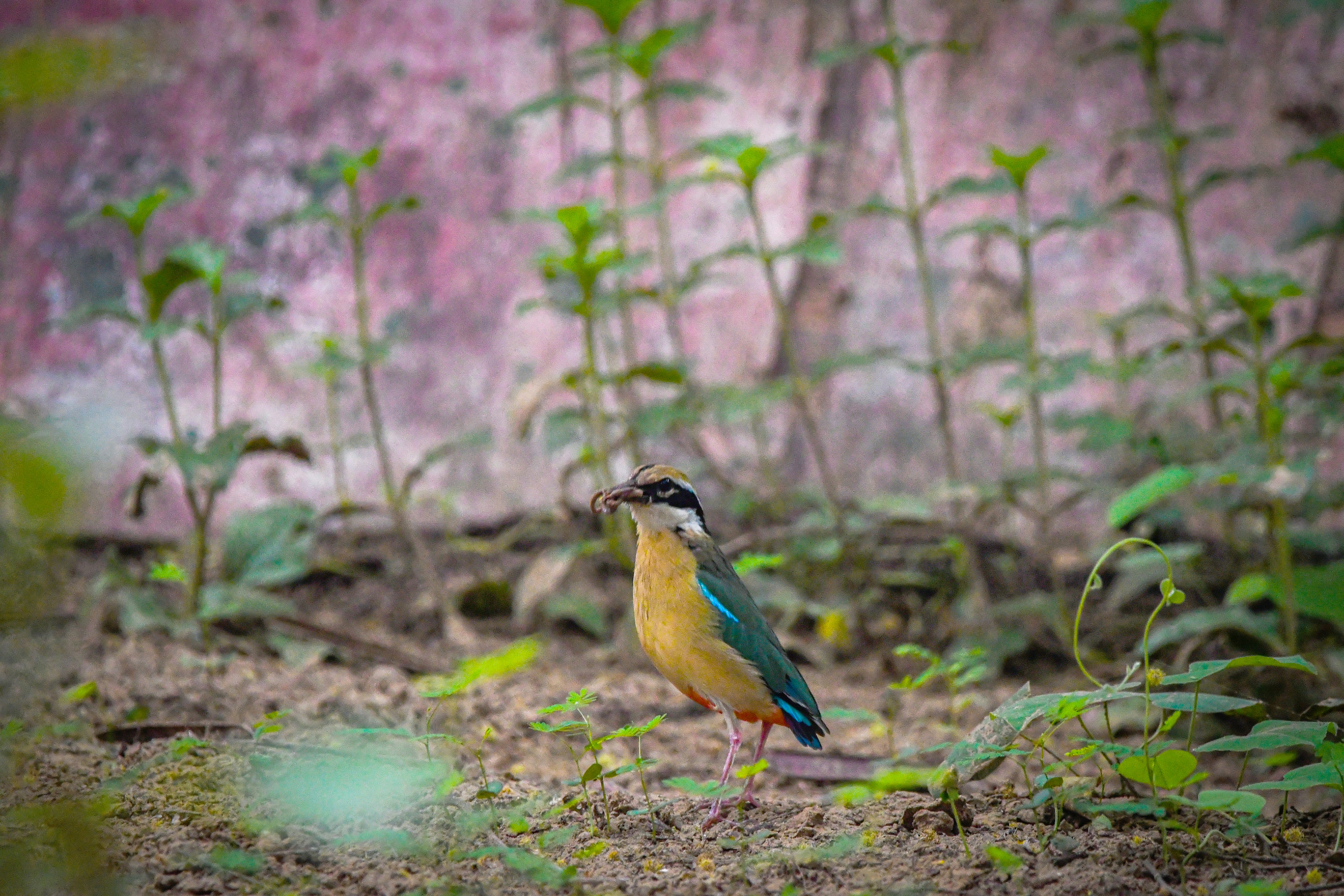Azure-winged Kingfisher Stance Amid Spring Blooms