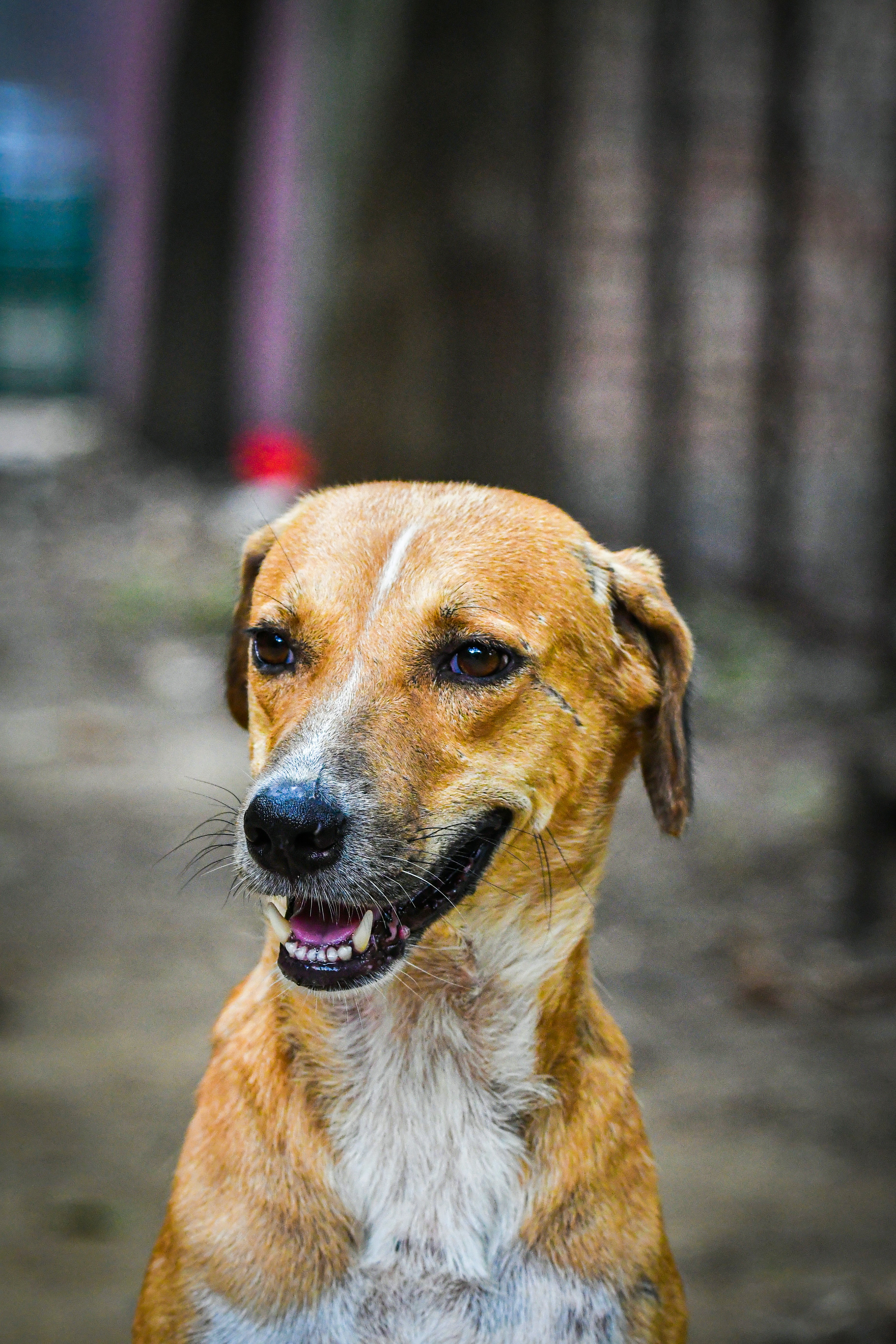 Amber Hound in Focus: A Friendly Gaze by the Alley