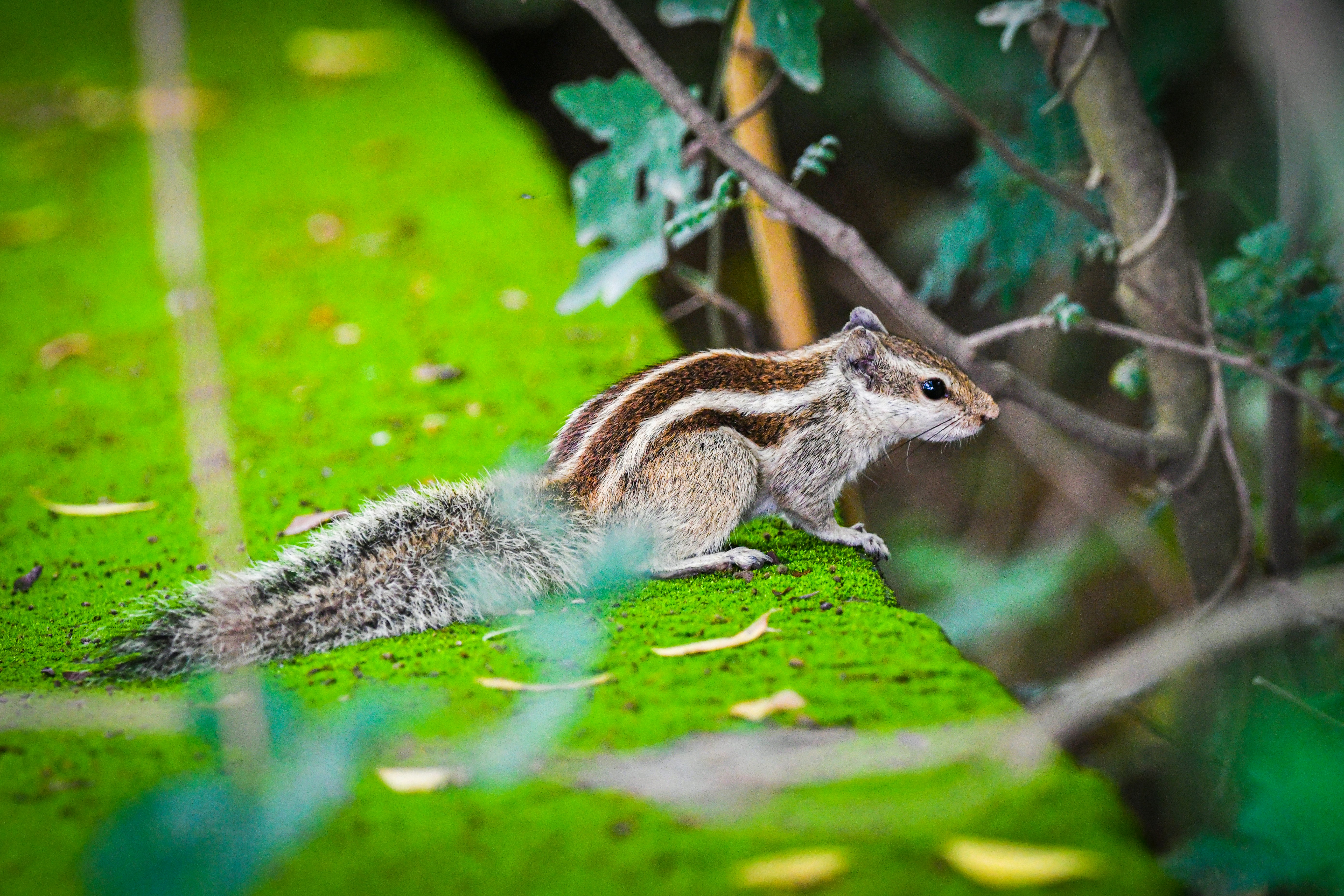 Chipmunk Watcher on a Mossy Riverbank