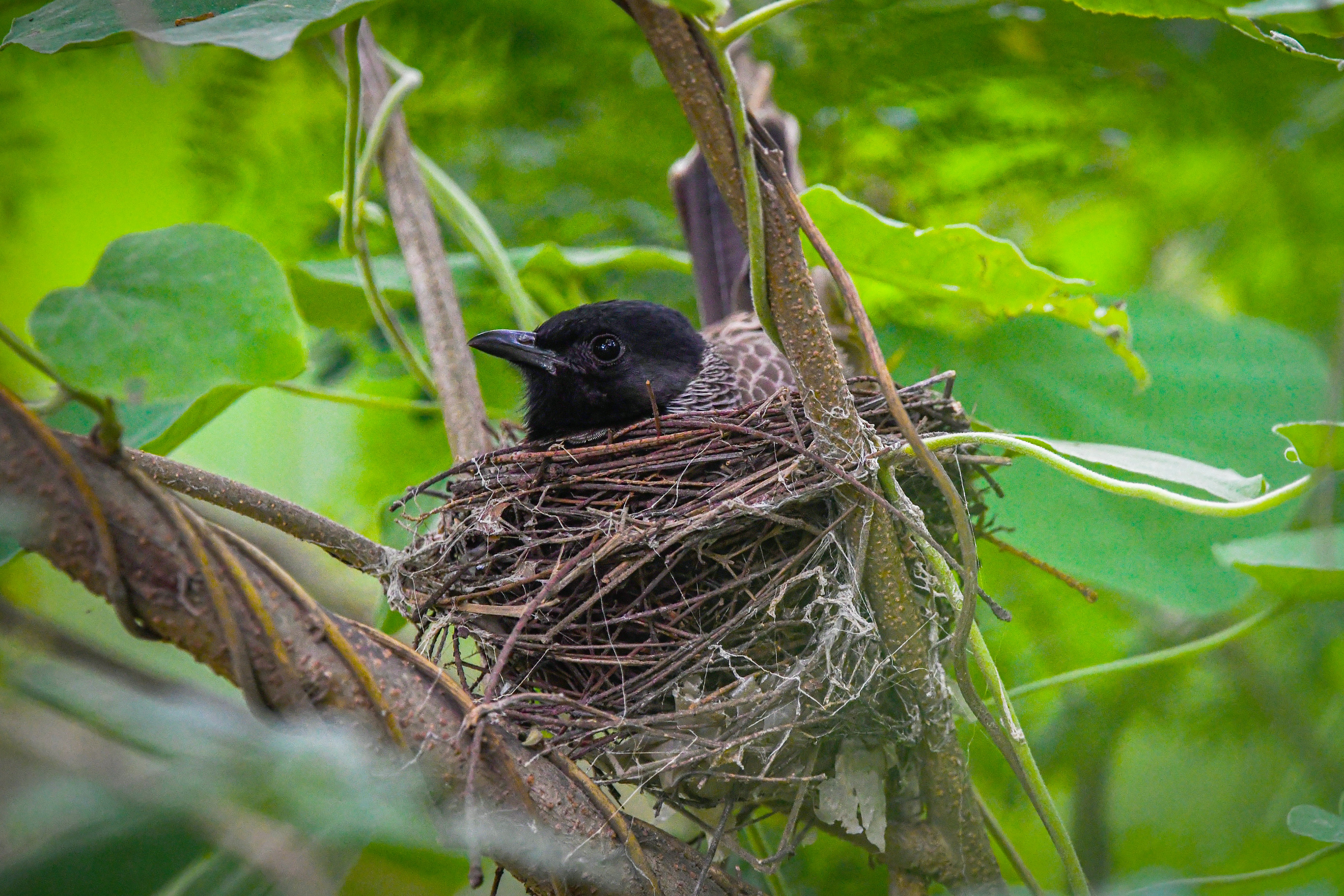 Nest Guardian: A Black Bird Keeps Watch in Green Canopy