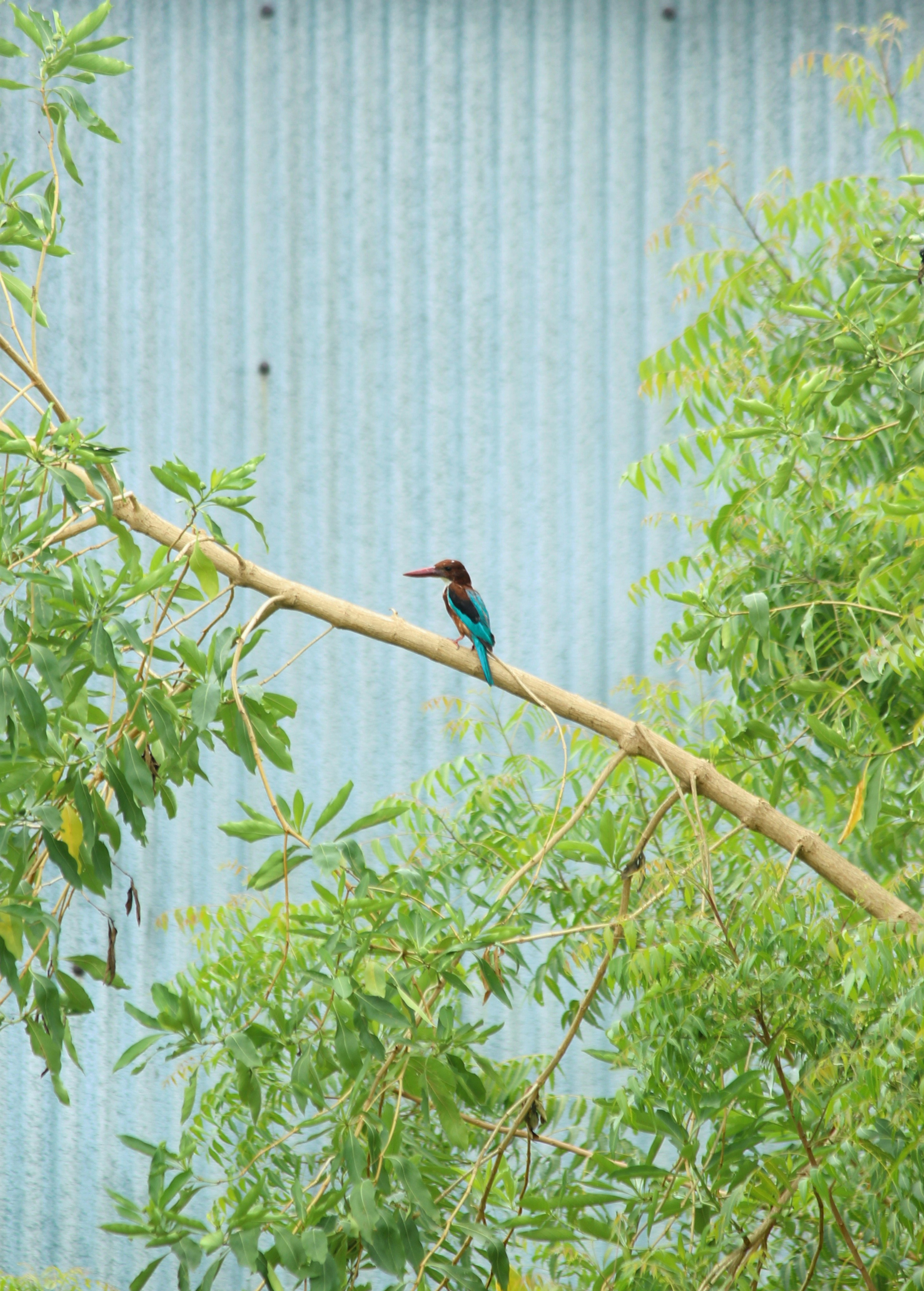 Azure Kingfisher on a Gnarled Branch against a Corrugated Blue Wall