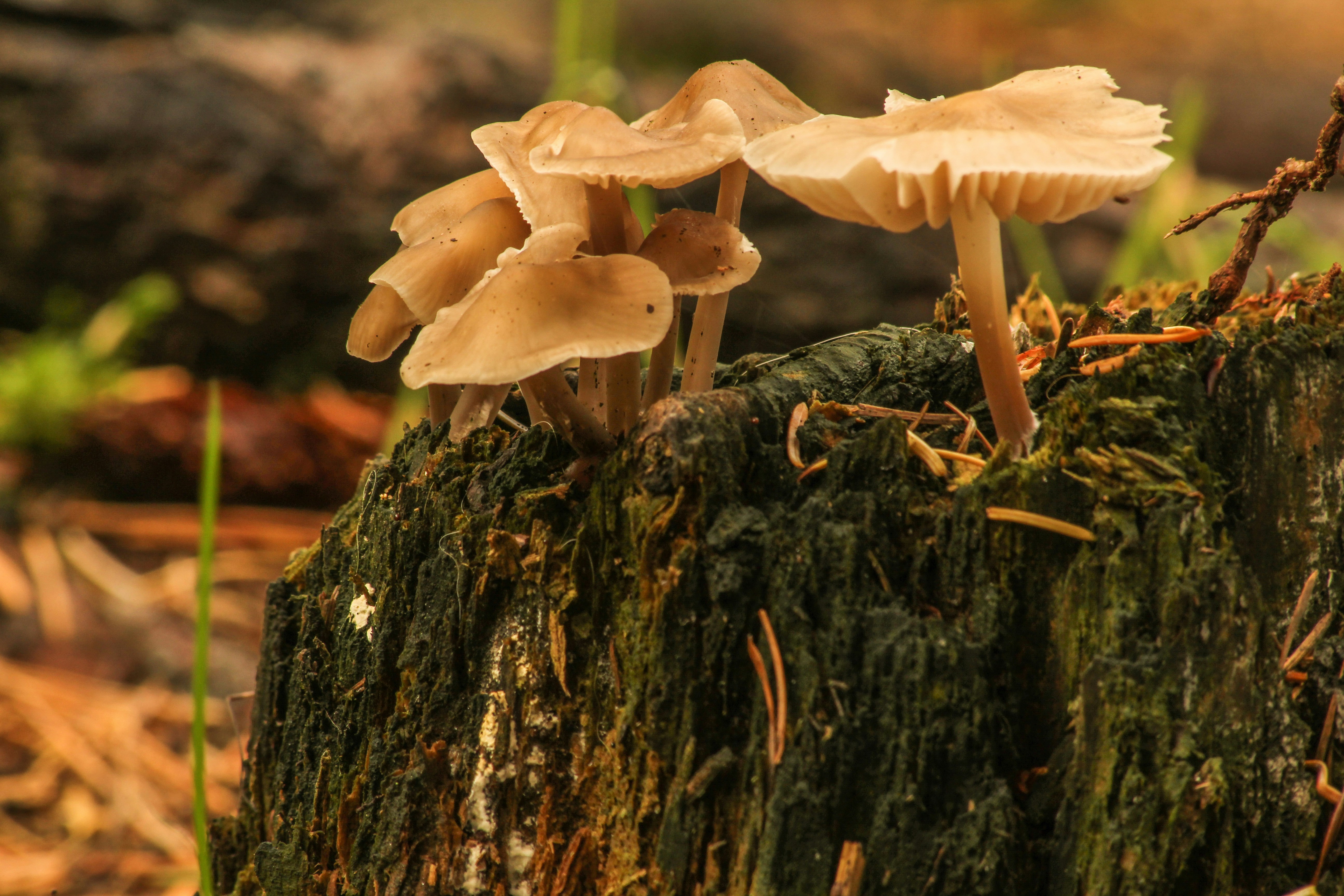 Shroom Choir on a Rain-Kissed Log