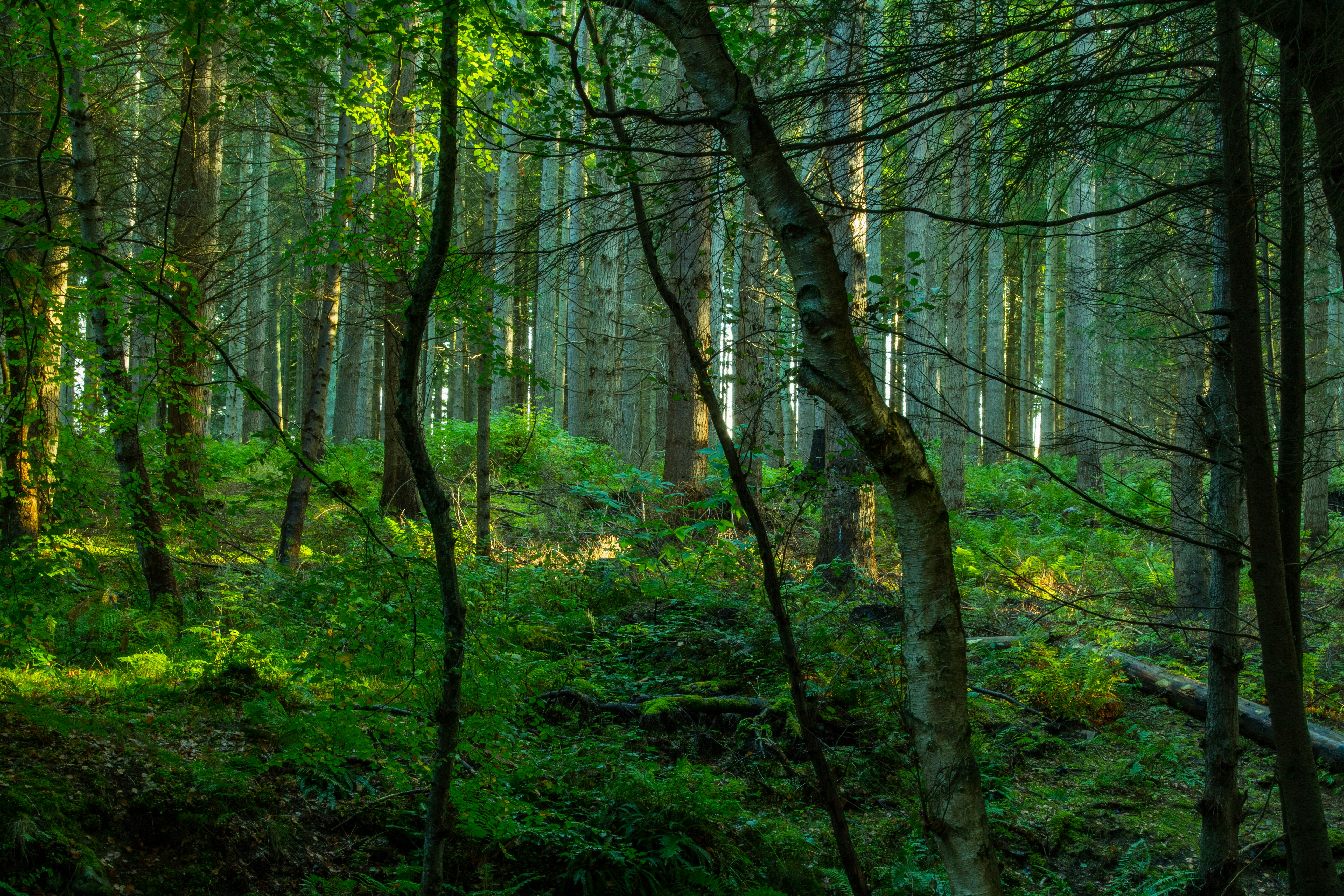 Sunlit Understory: A Quiet Walk Through Emerald Pines