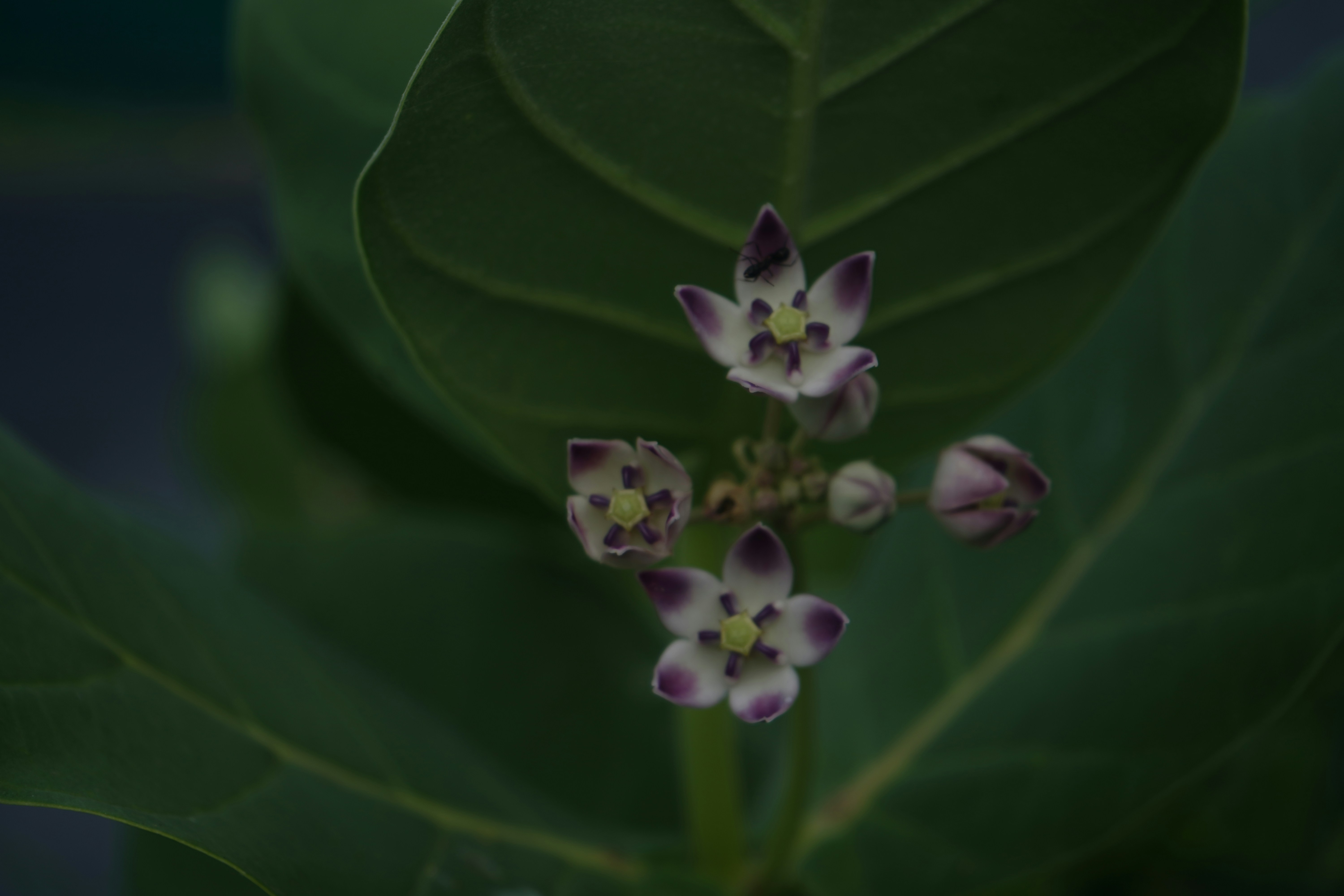 Tiny Blooms, Quiet Depths: A Close Encounter with Subtle Petals