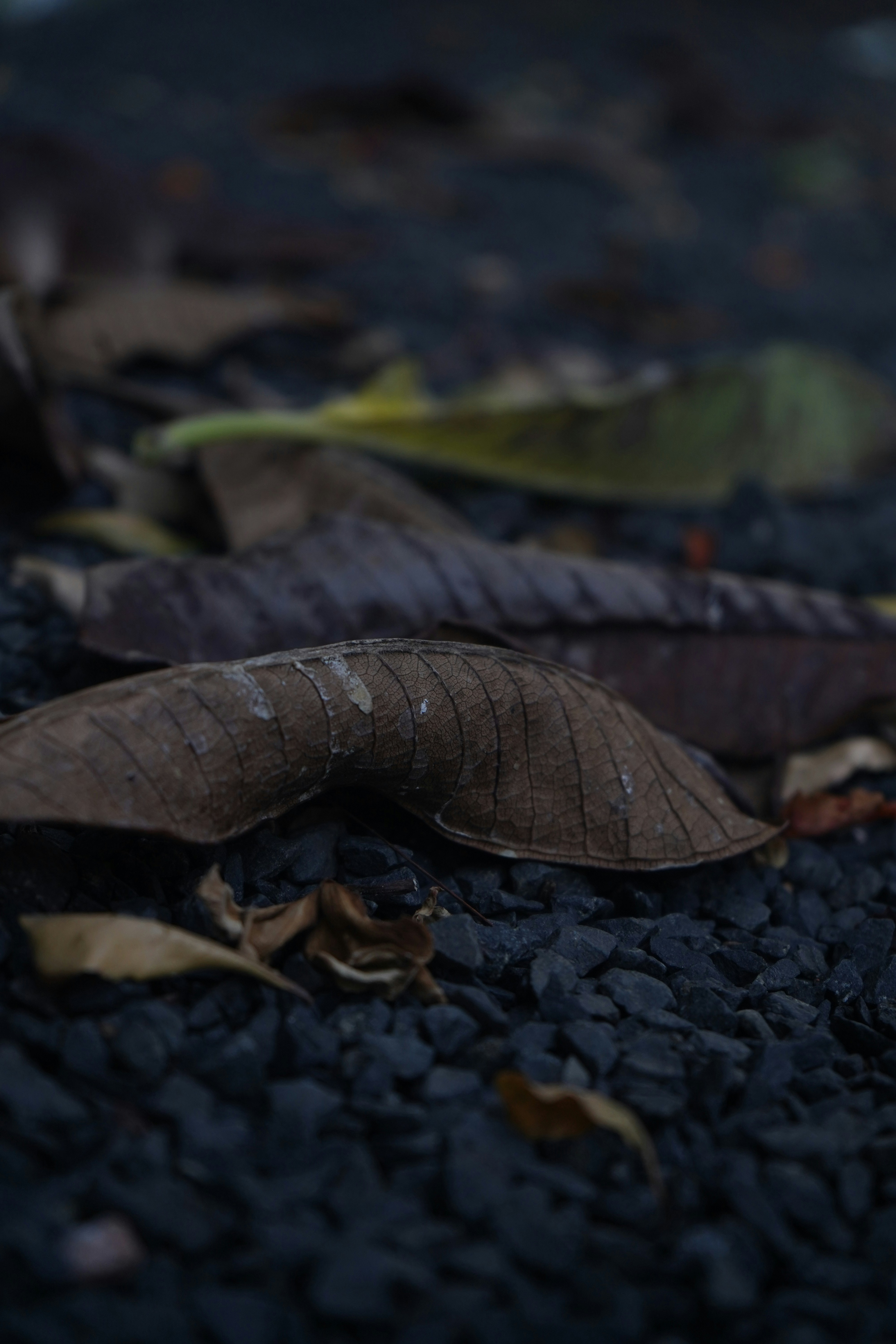 Low-Glide Leaf on Pebbles: Textured Ground Close-Up