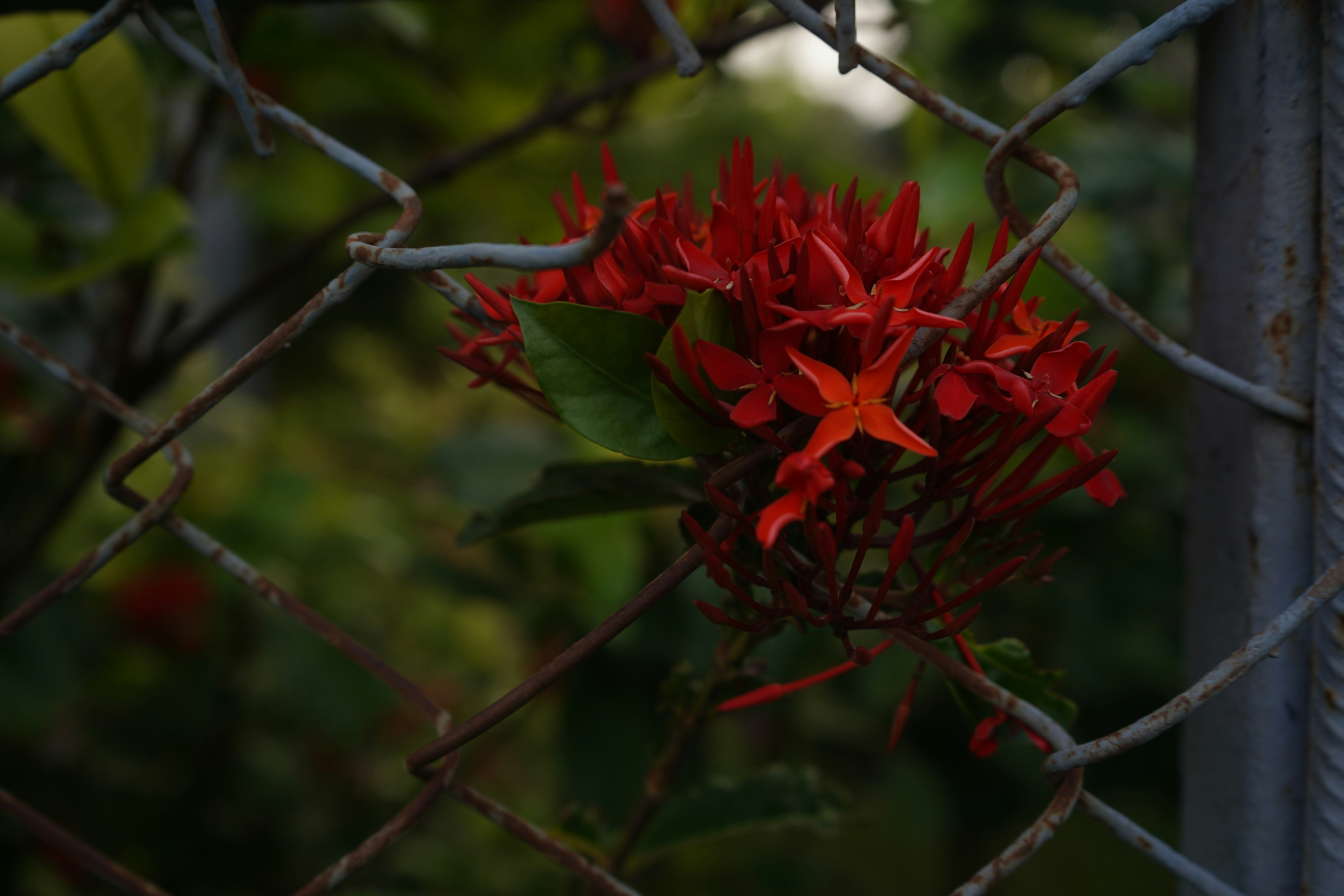 Red Cluster Behind the Mesh: A Quiet Bloom Between Wires