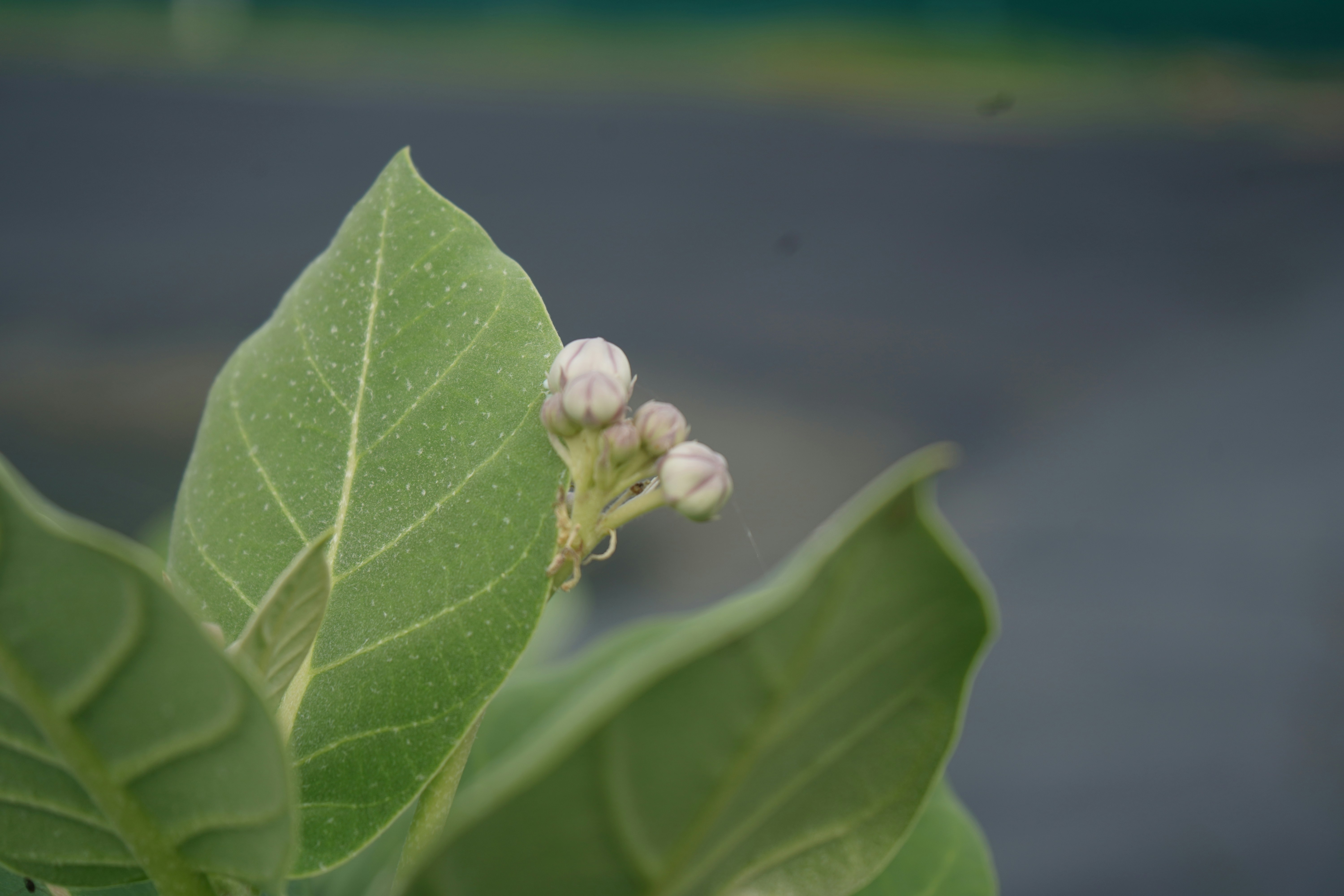 Soft-close-up of budding leaves with a blurred background