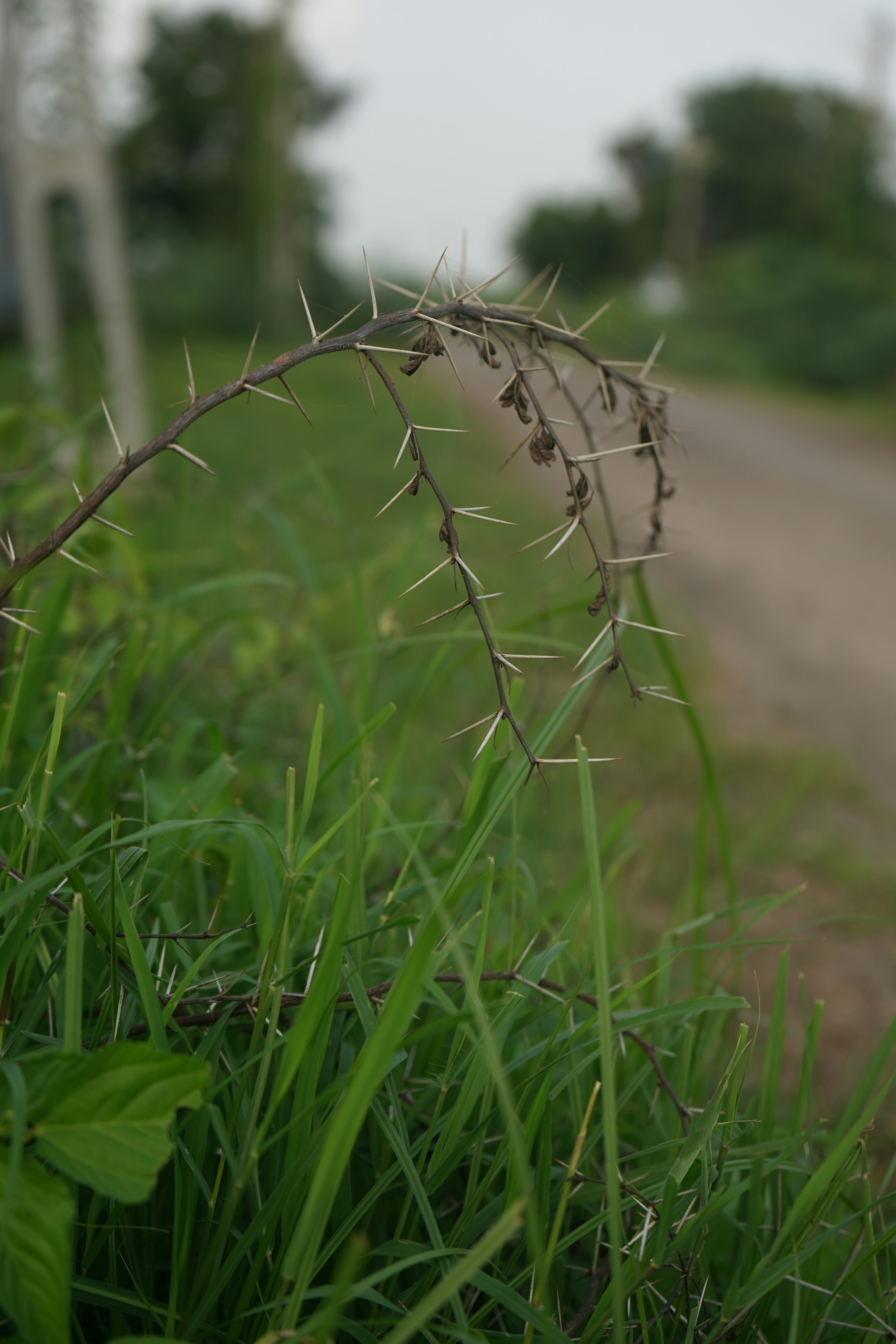 Curving Barbs: A Close-Up of Taut Grass and Thorns Along a Rural Path