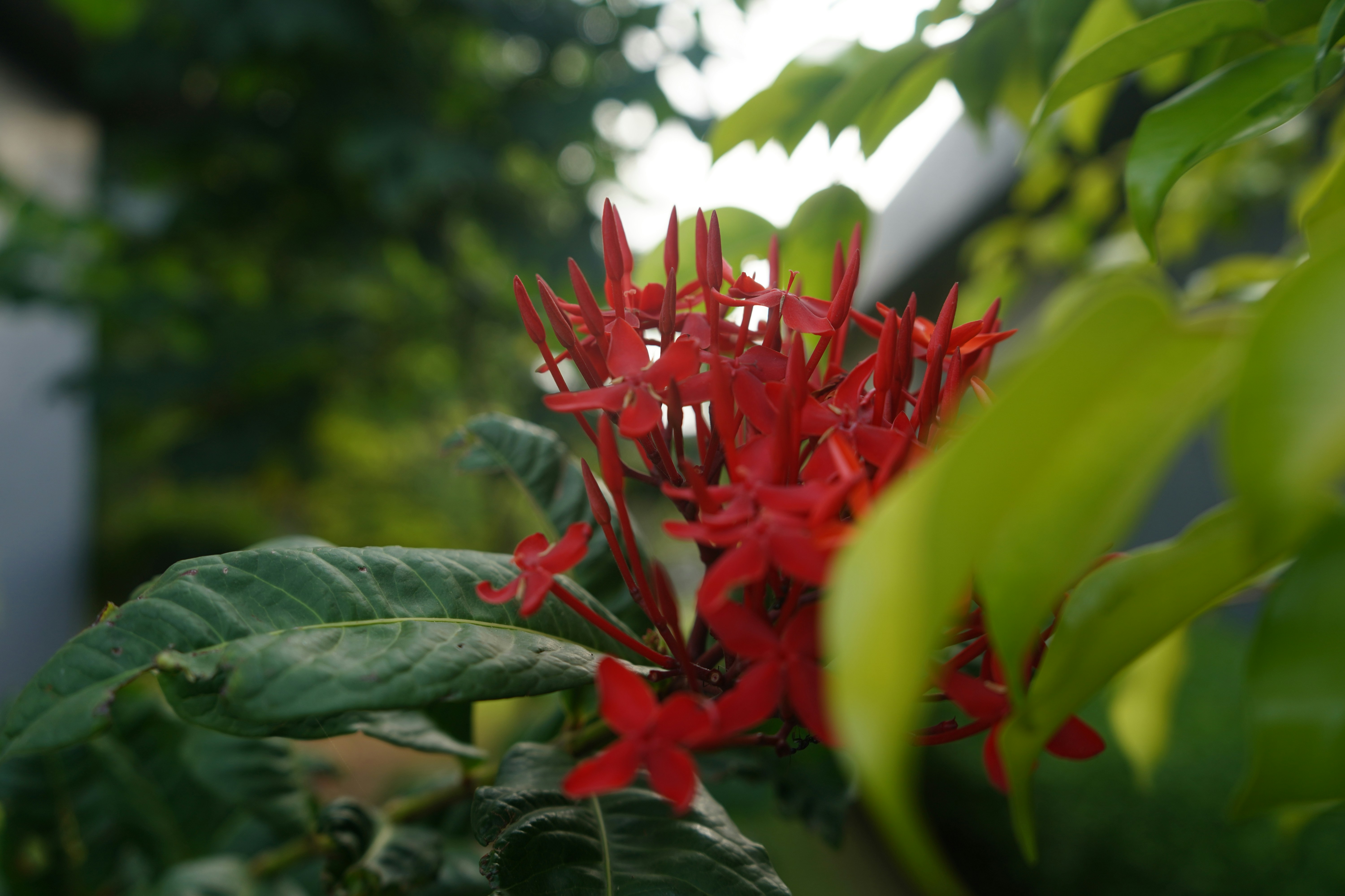 Red Floral Spike: A Sharp Focus on a Scarlet Monopod Amid Green Foliage