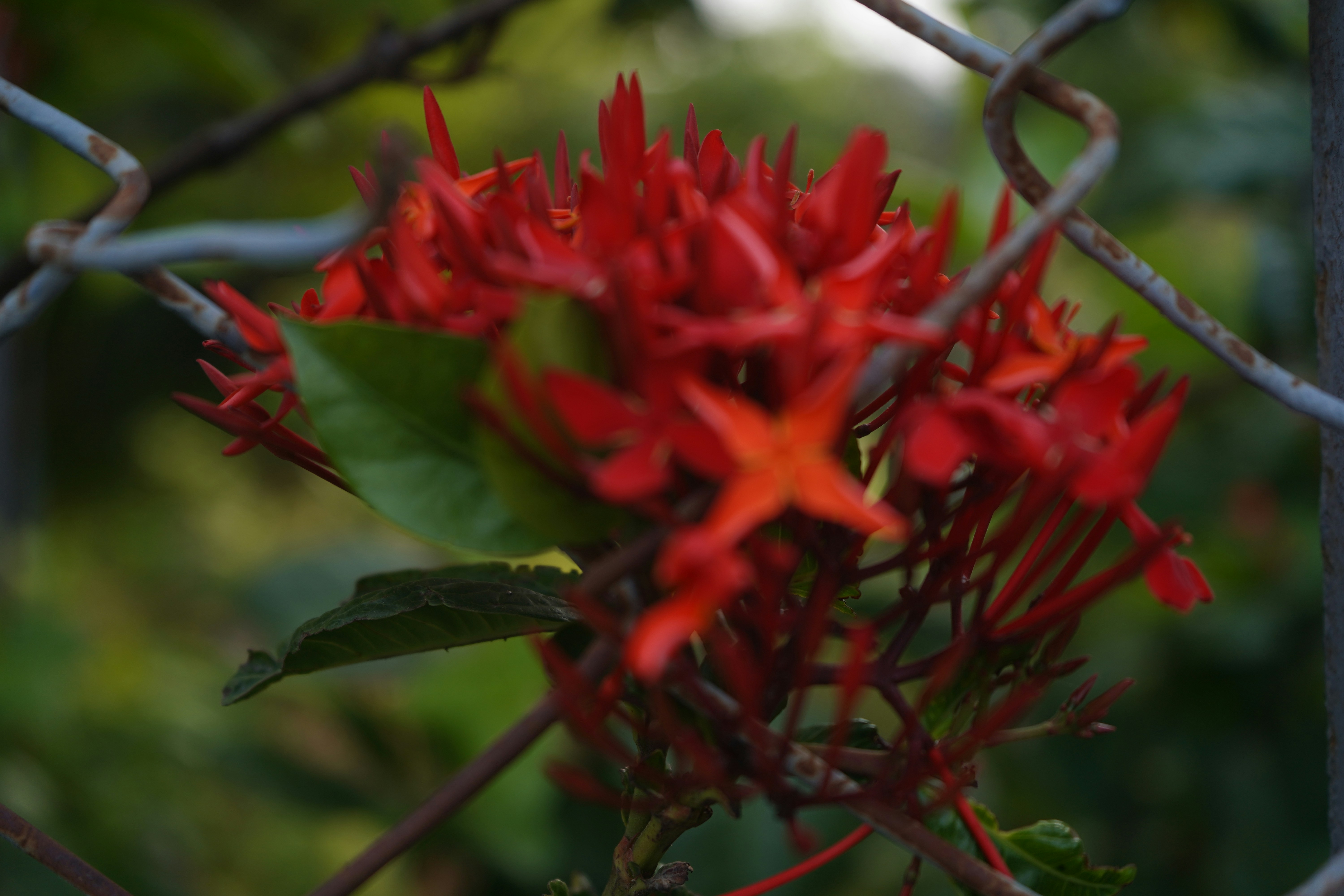 Crimson Cluster: a vivid burst of petals entwined in a thorny frame