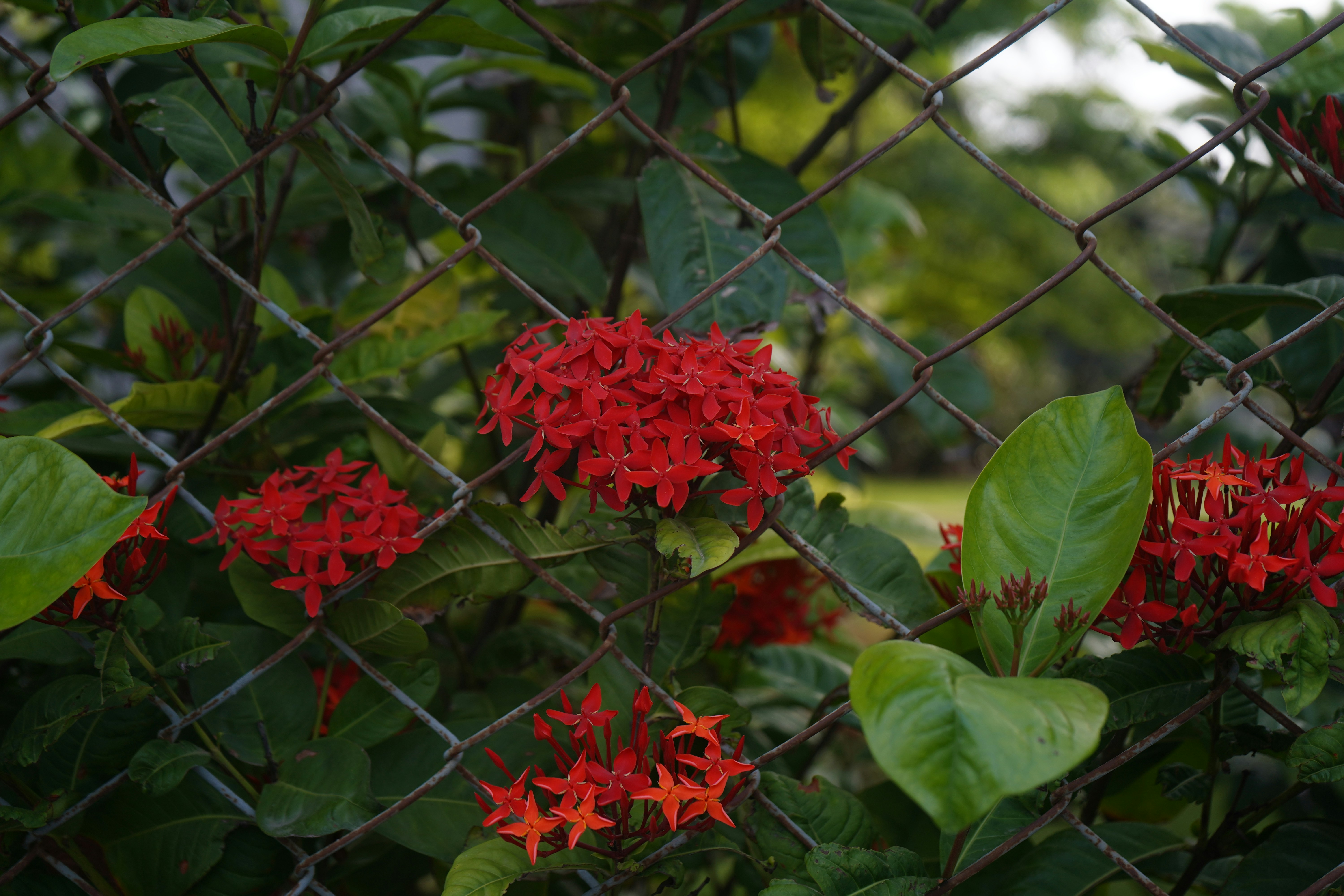 Clusters of red ixora flowers growing through a weathered chain-link fence.