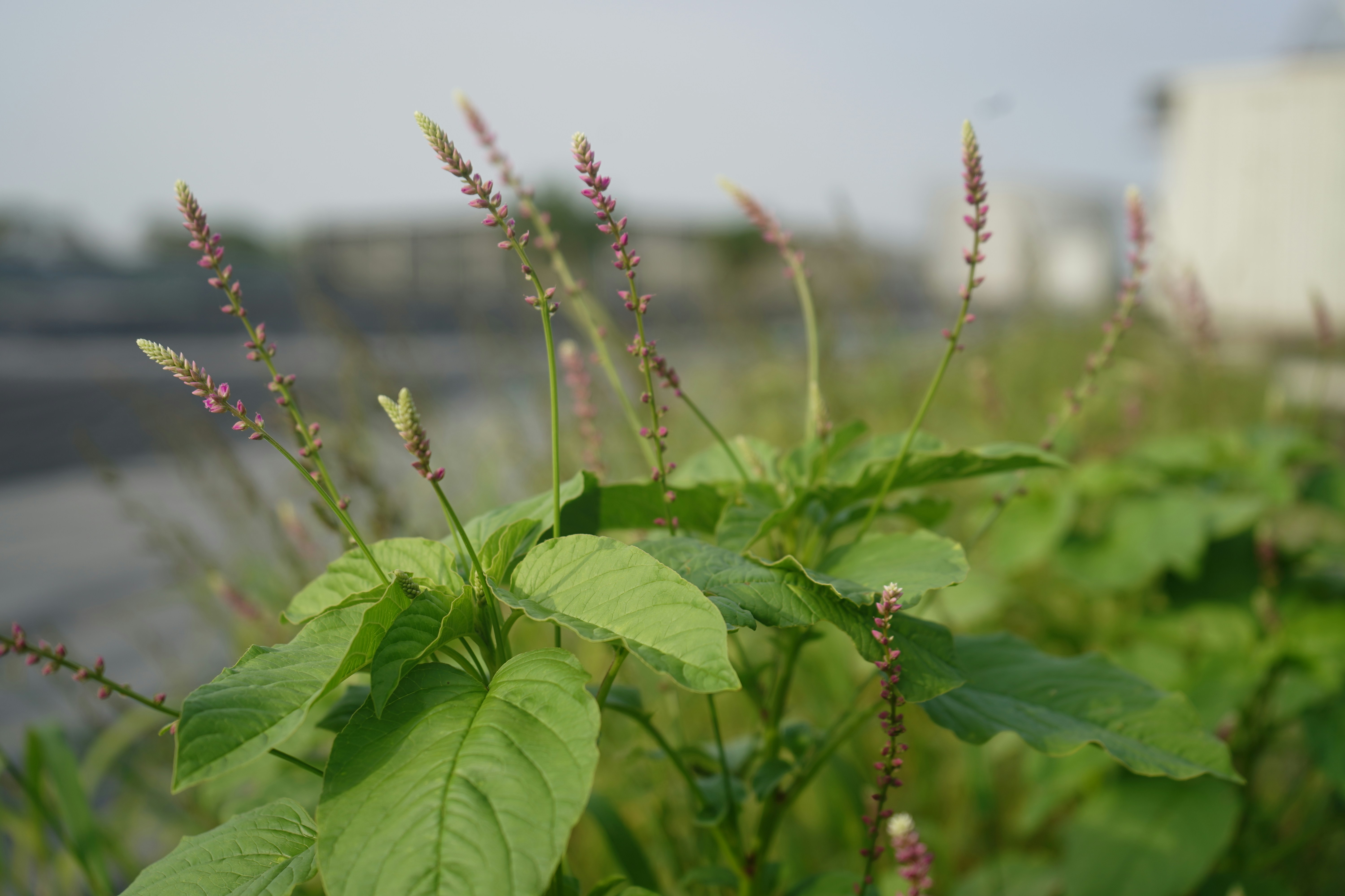 Emergent pink-tipped blooms rising from lush green leaves by a blurred urban backdrop