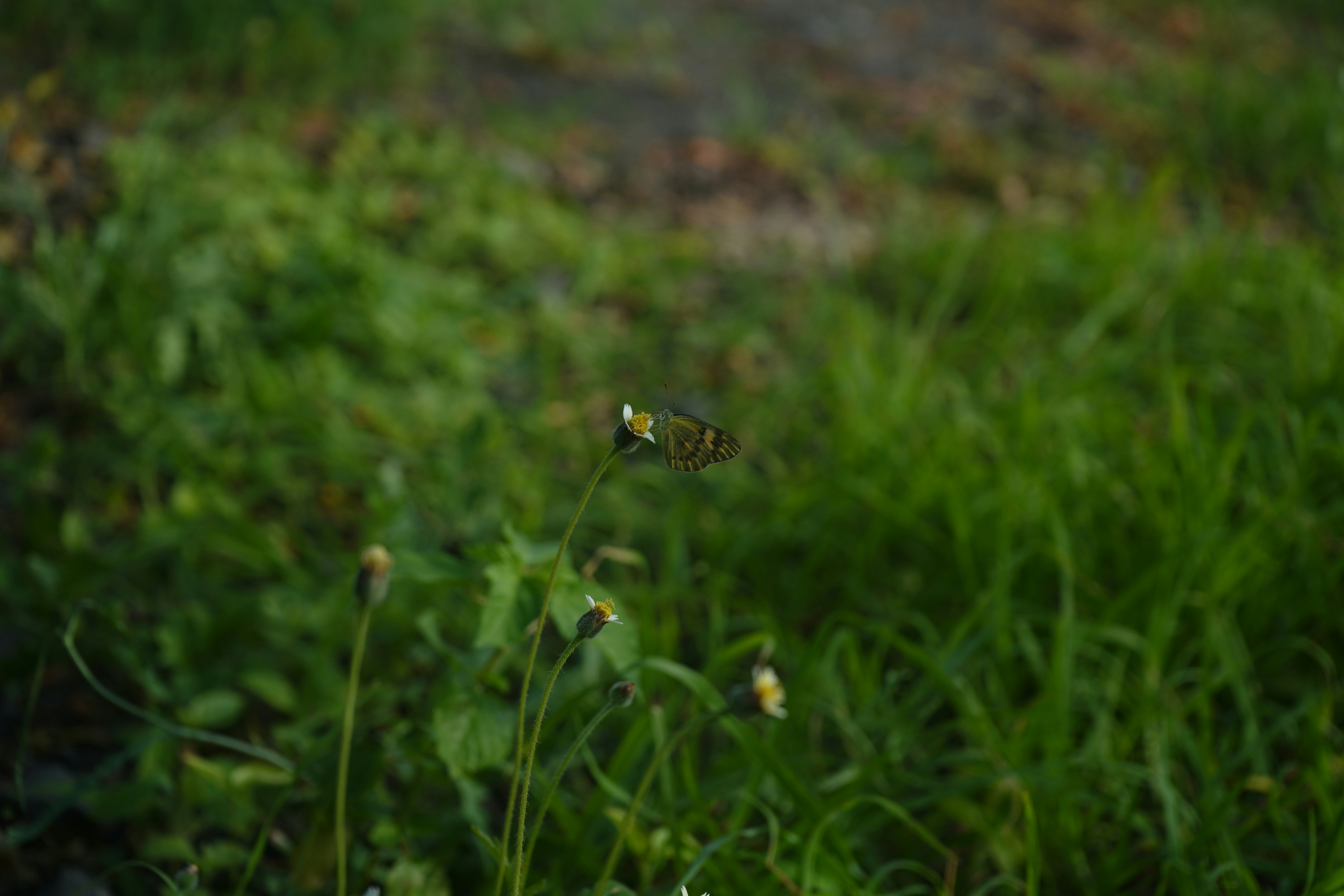 Tiny monarch on a meadow of green blades