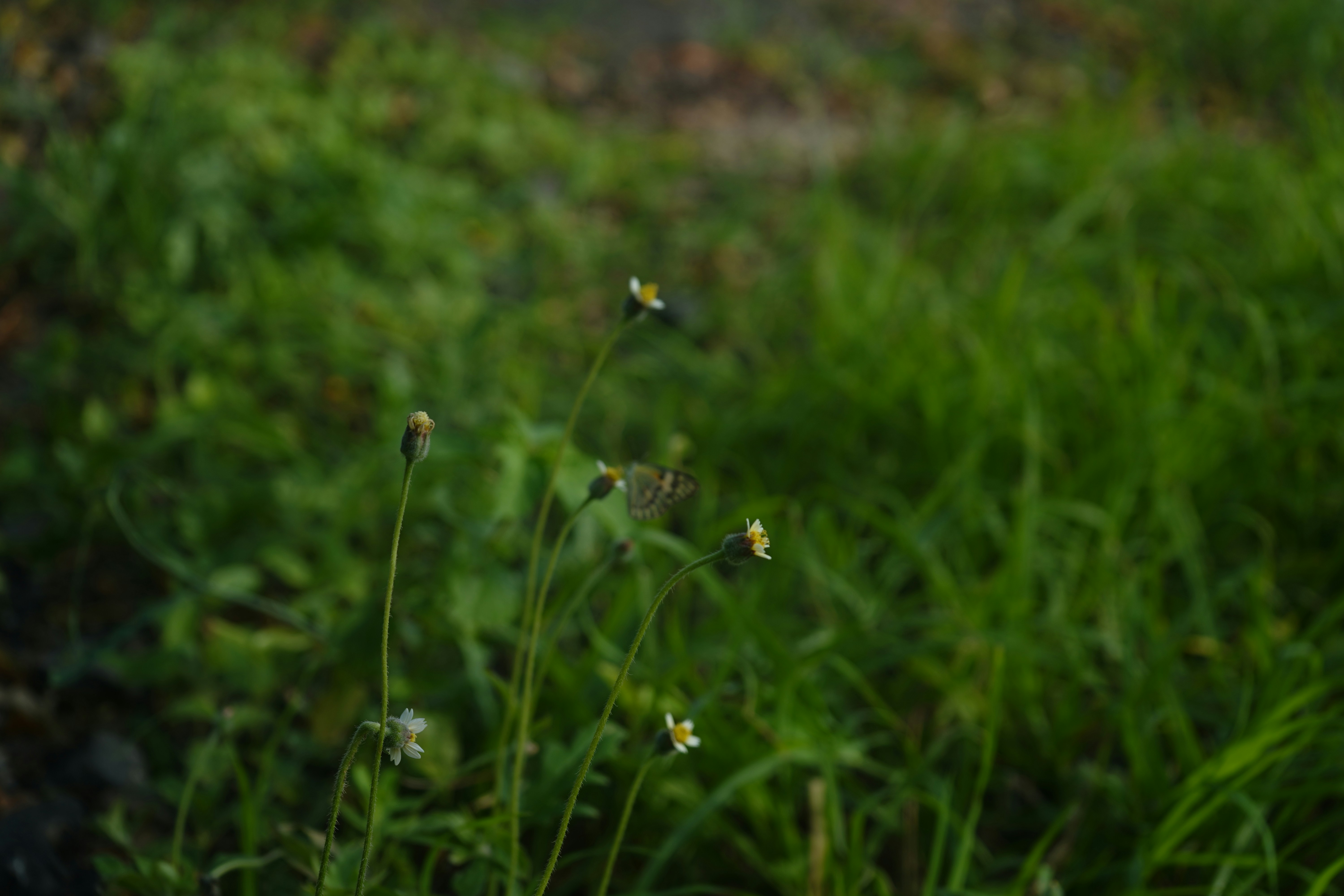 Delicate field daisies bending toward soft daylight