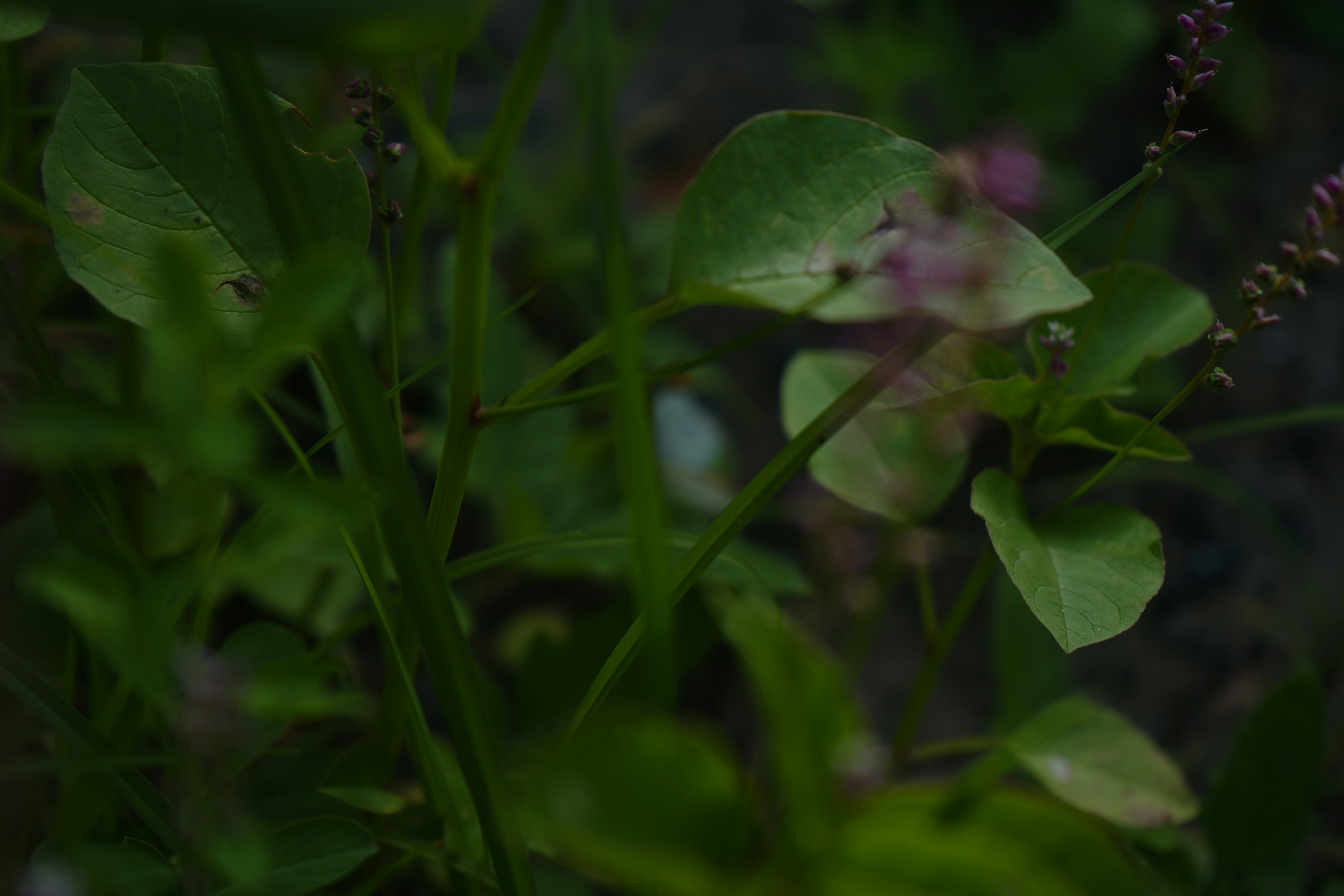 Verdant Tangle: Hidden Life Among Leaves