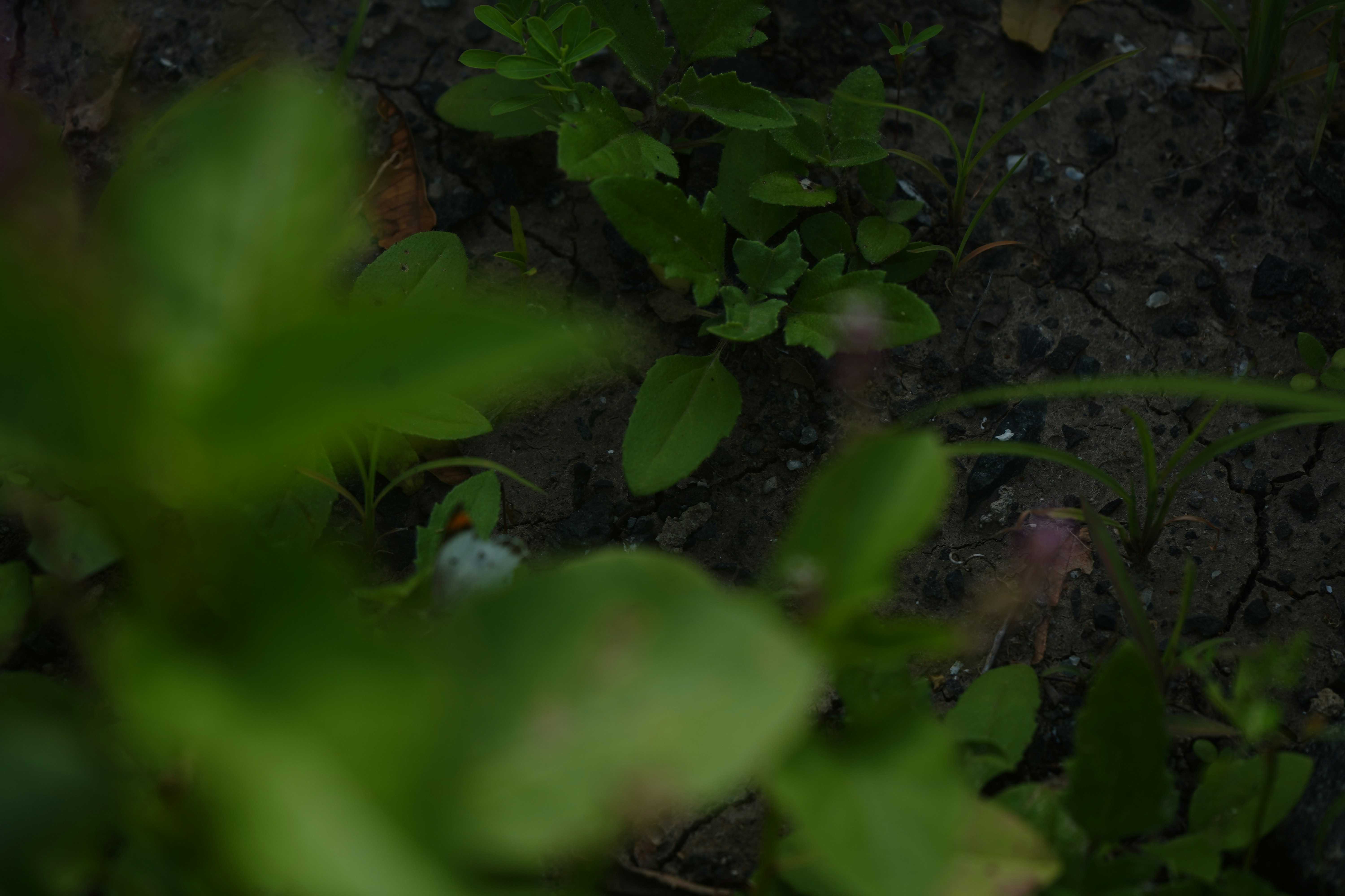 Hidden Depths in Greenery: A Quiet Ground-Level Portrait