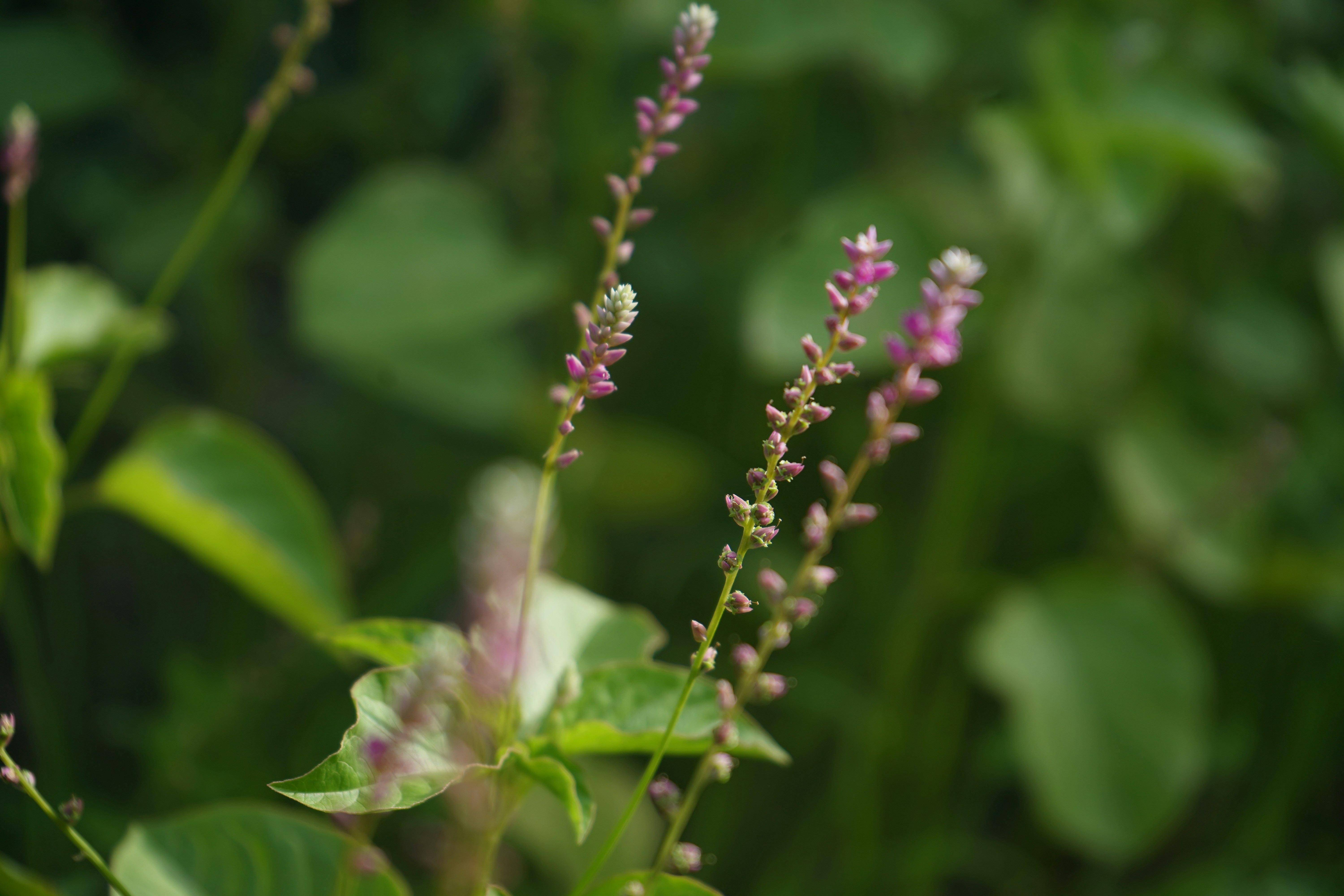 Whispers of Violet: Delicate Stems in Soft Focus