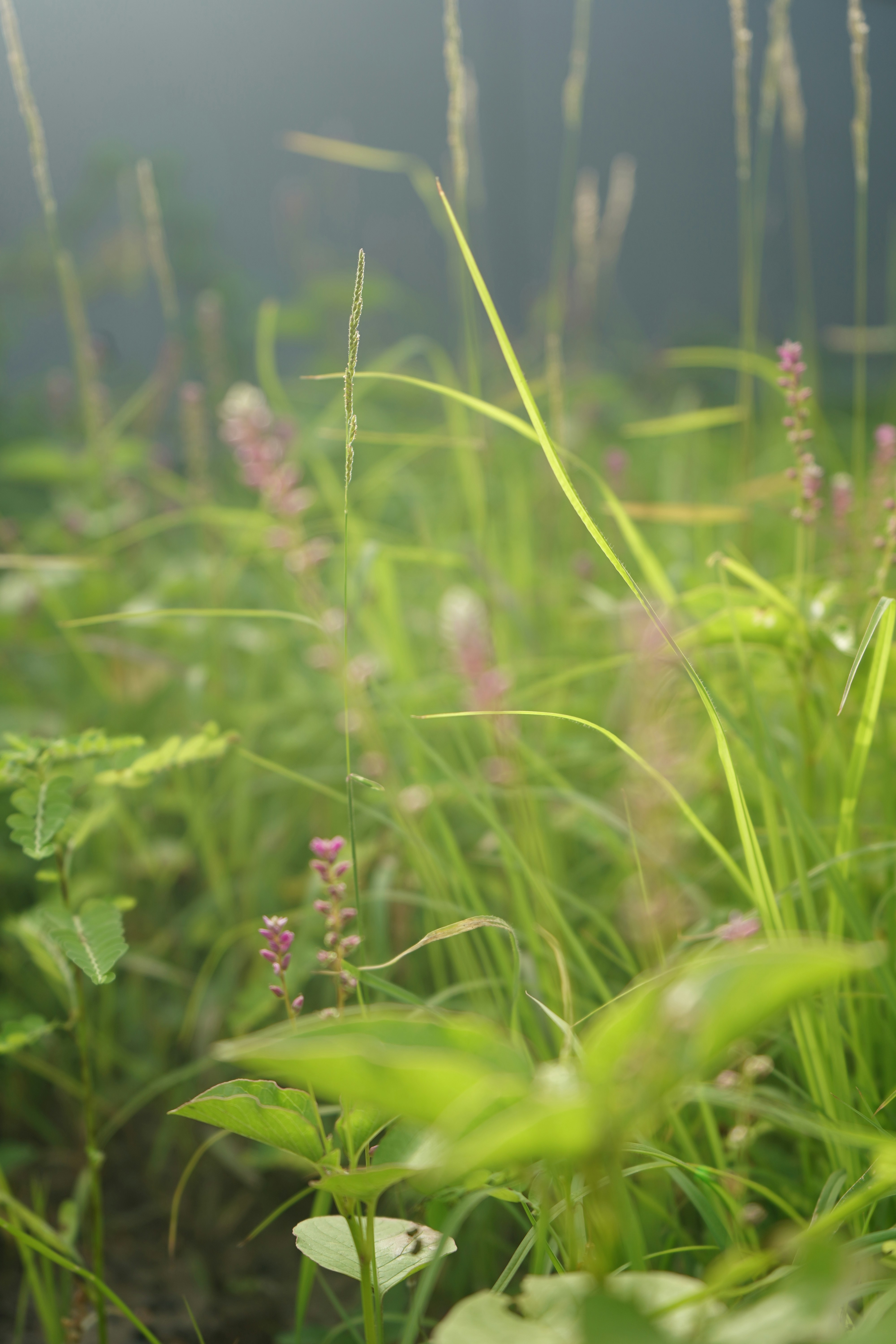Mist-kissed meadow grasses wake with morning light