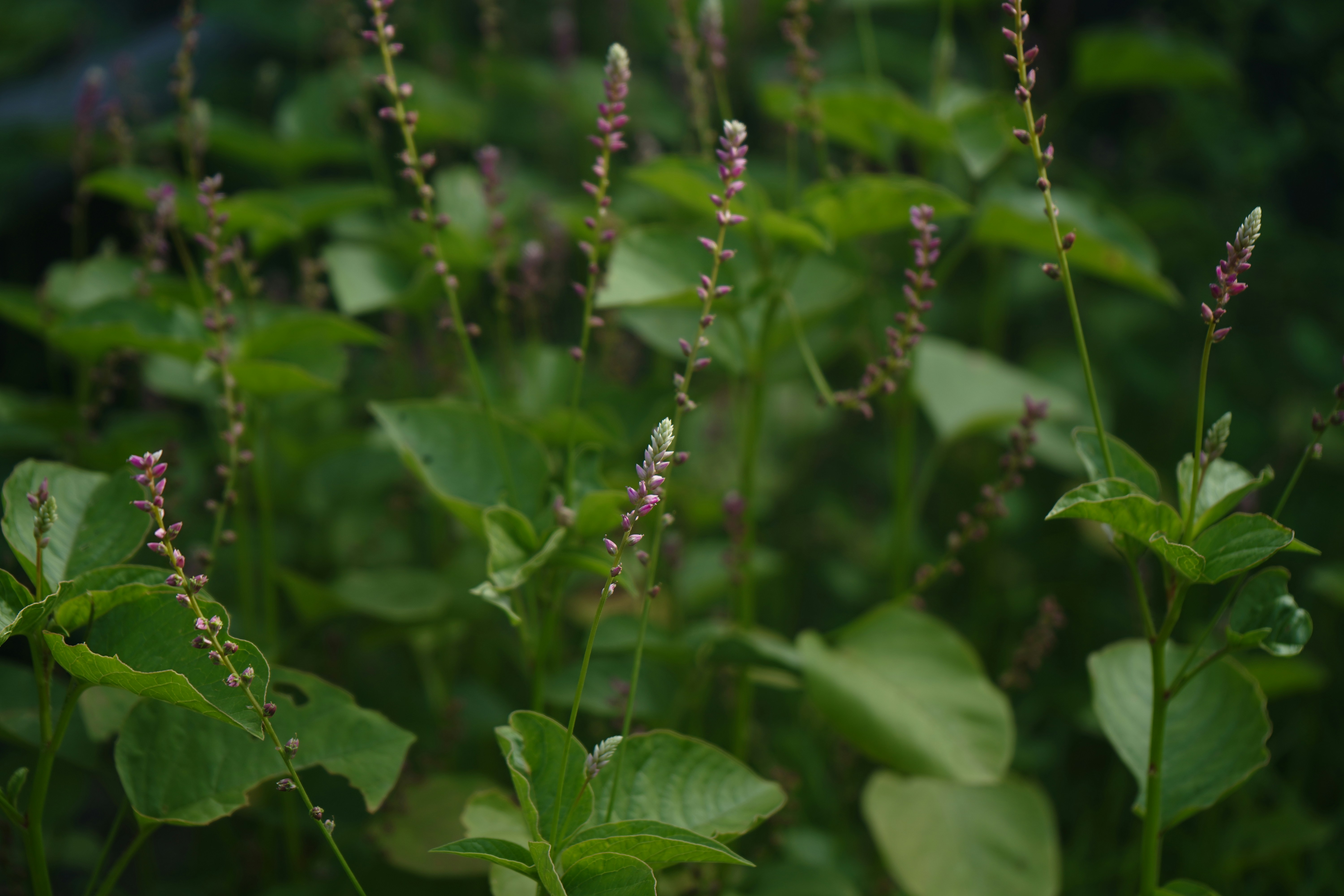 Sprigs in Dappled Light: Subtle Purple Bloom Amid Green Foliage