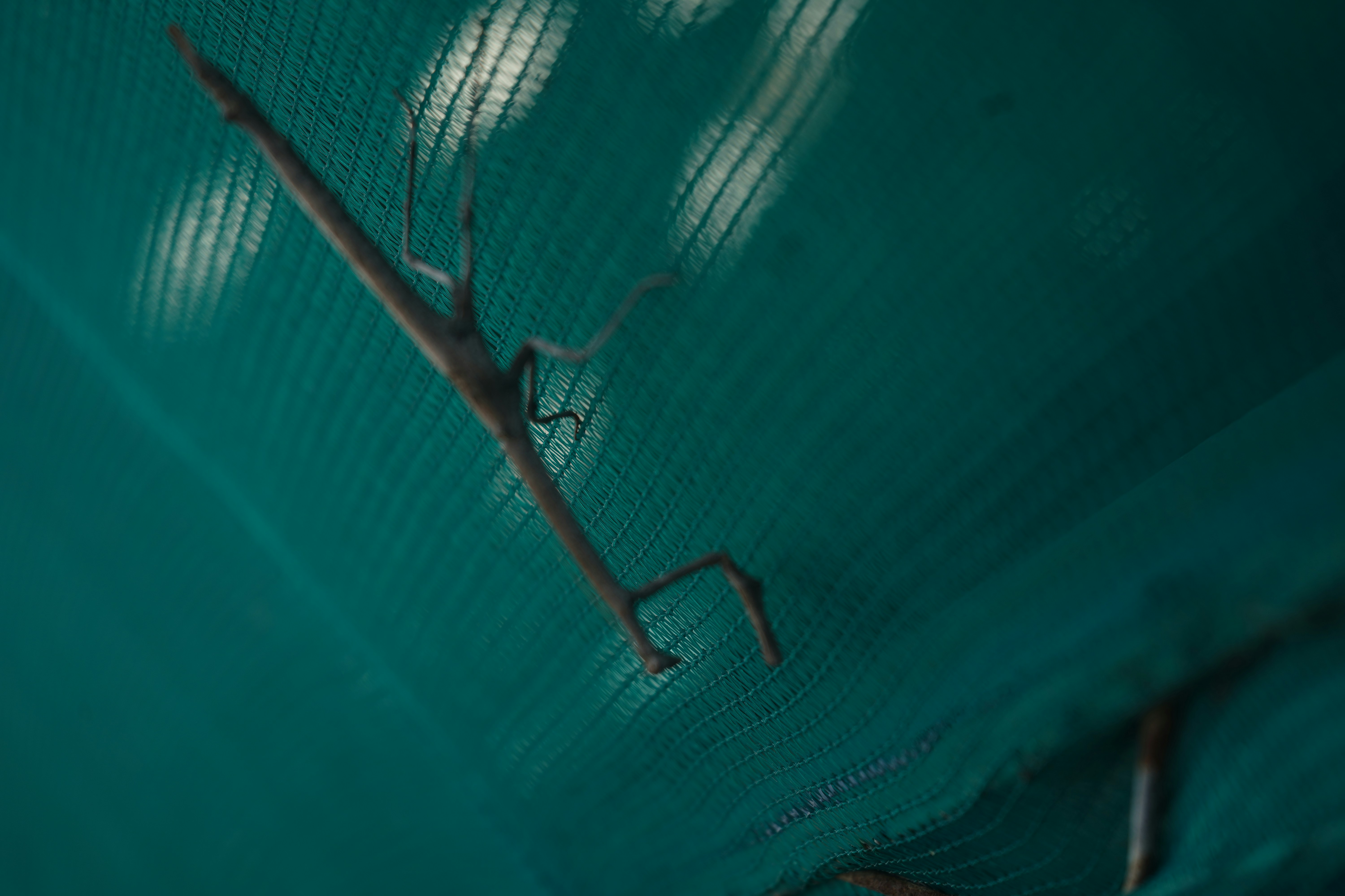 Taut Teal Web: A Close-Up on Frayed Netting