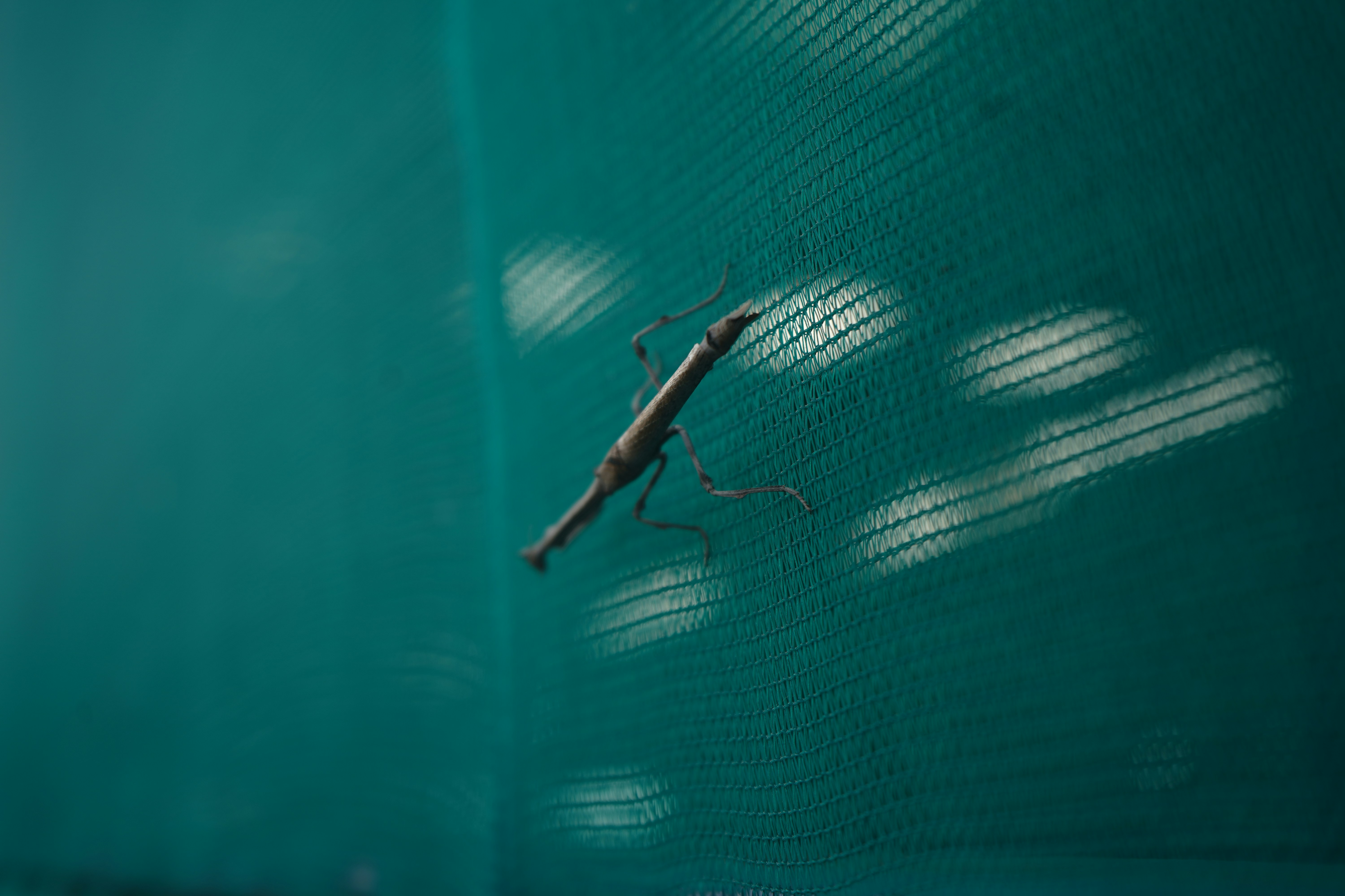 Tiny Stick Insect on Teal Mesh Under Soft Light