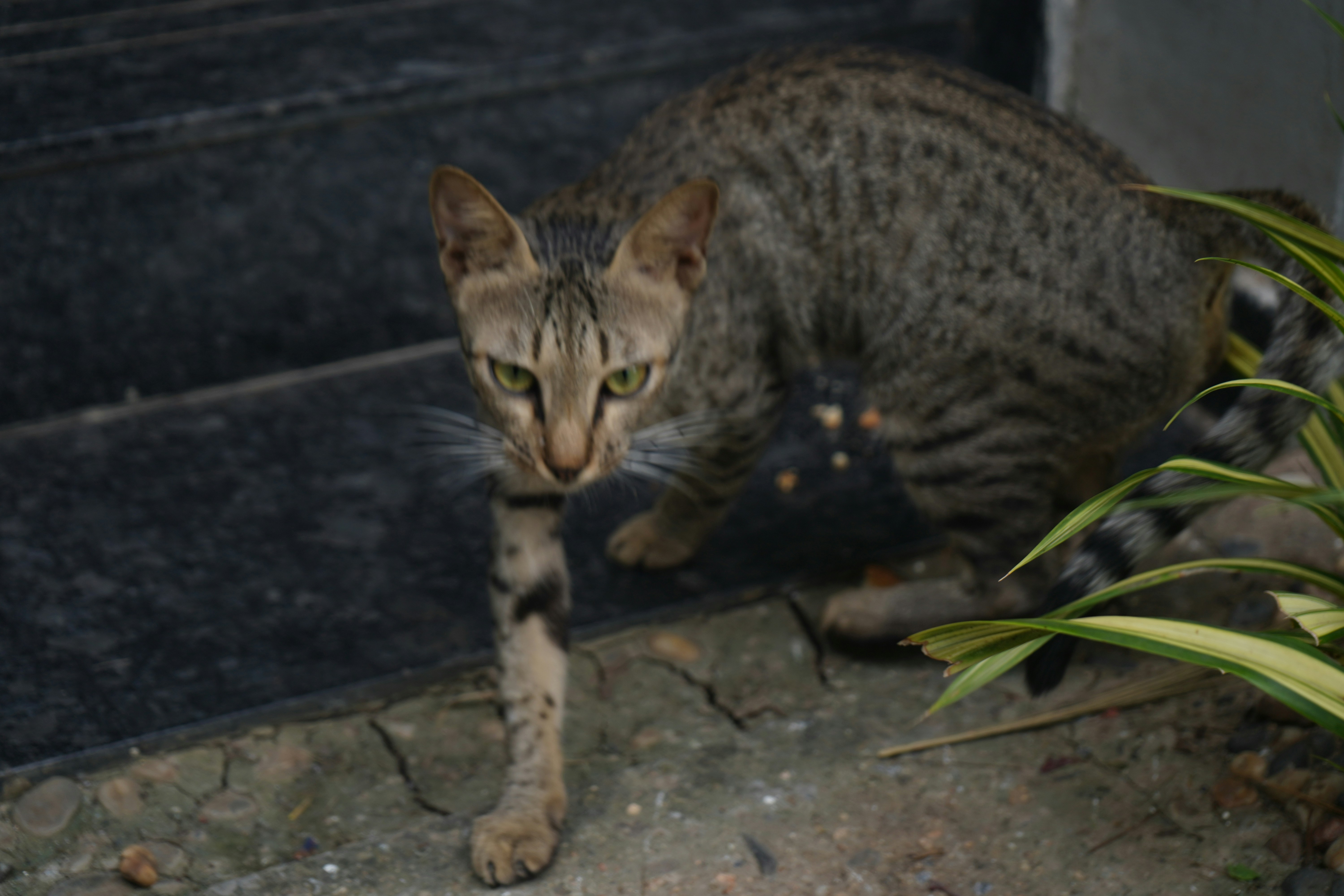 Cat on a Rusty Threshold: Focused Gaze Amid Urban Shadows