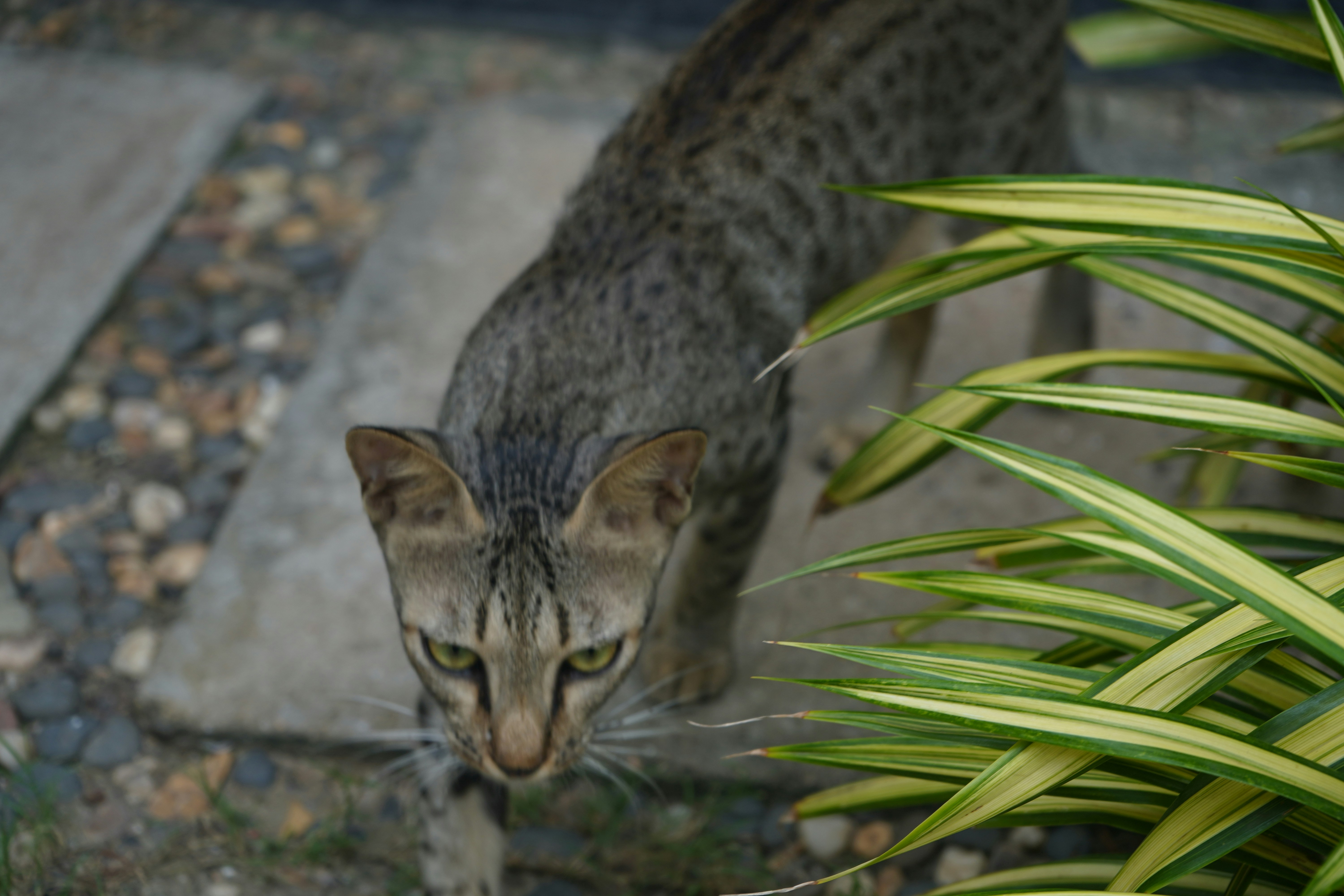 Stealthy Cat Emergence Between Garden Foliage