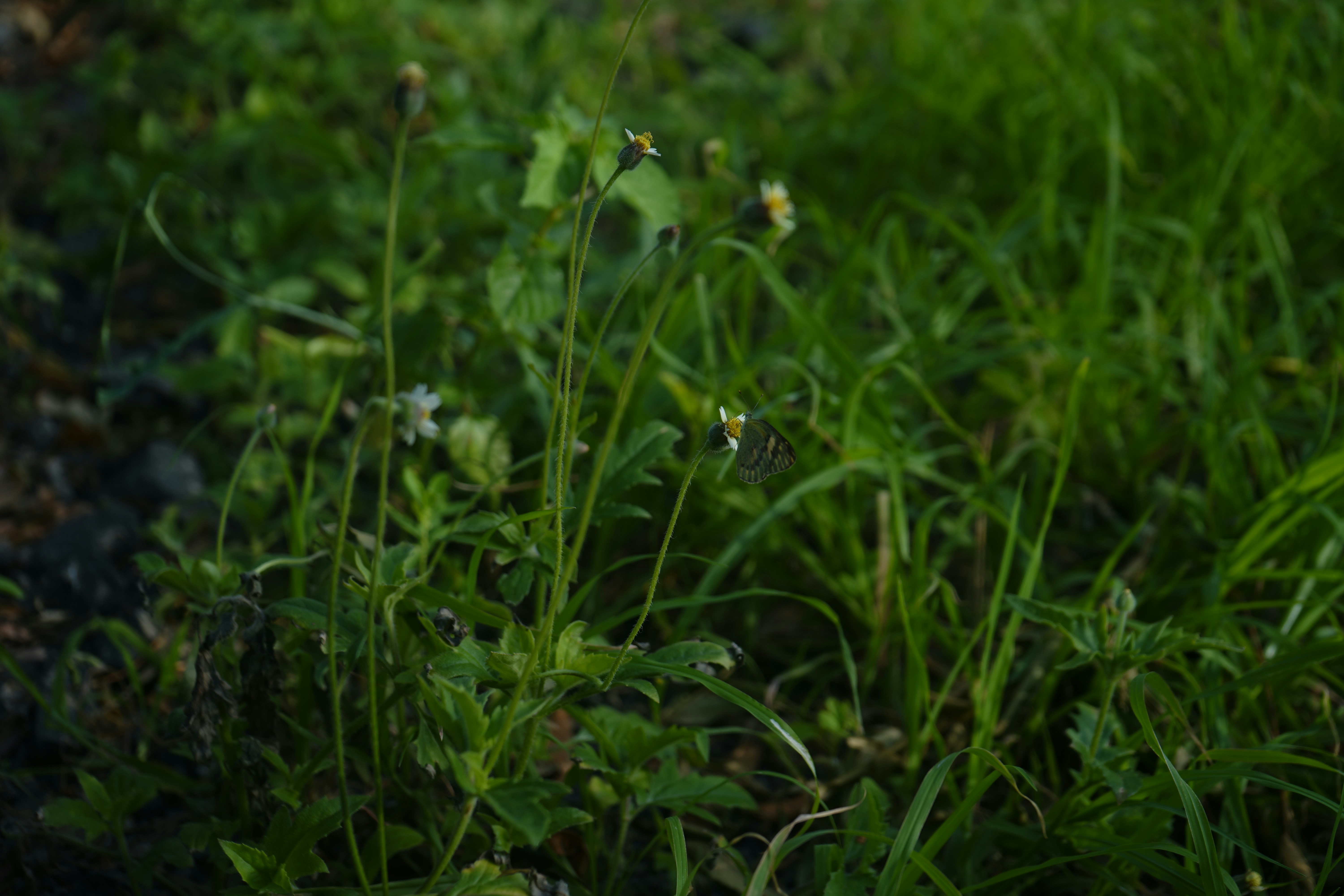 Close-Up of Wildflowers and Grass with a Small Butterfly in Dappled Light