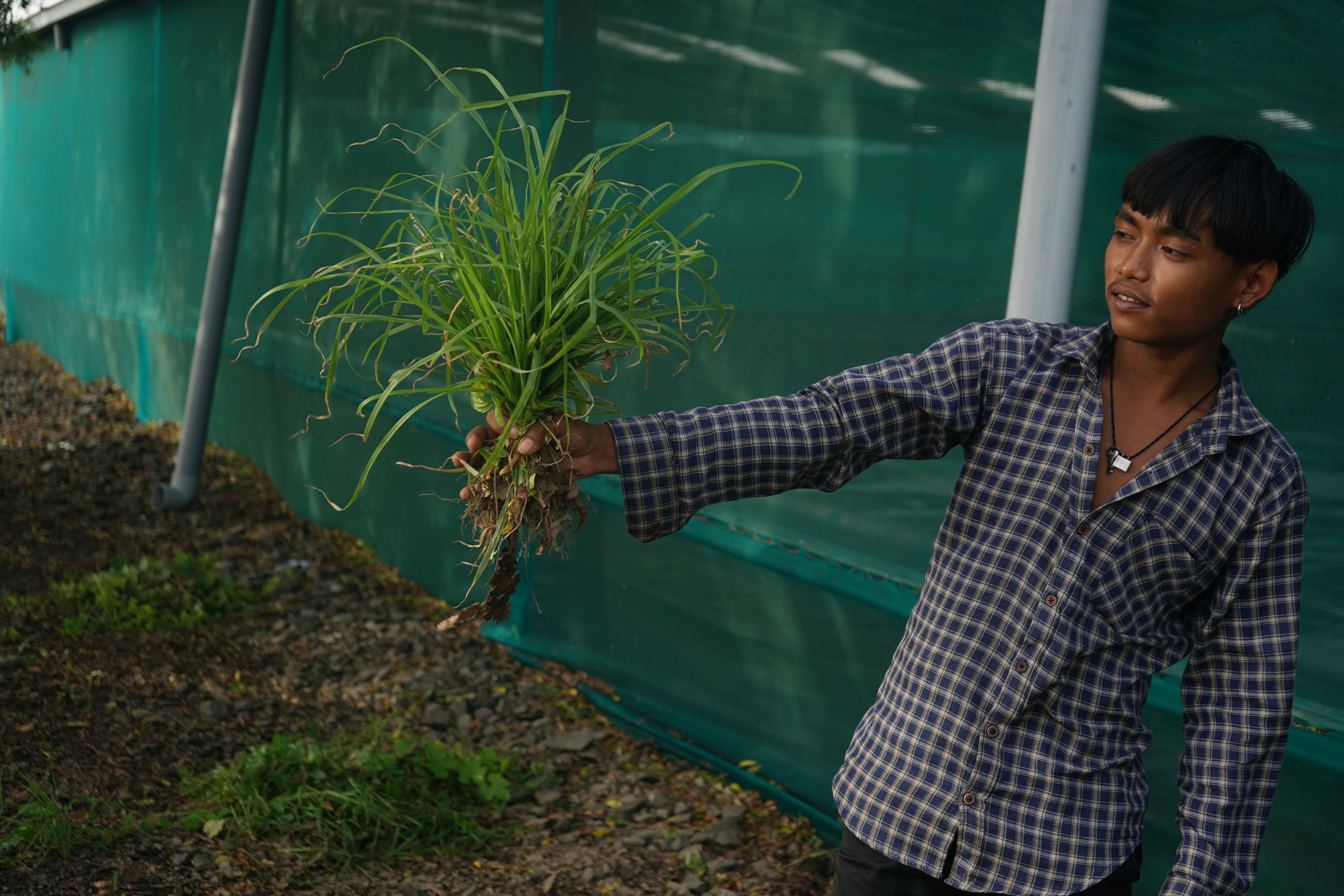 Harvest of Light: A Farmer’s Reach with a Greenhouse Backdrop