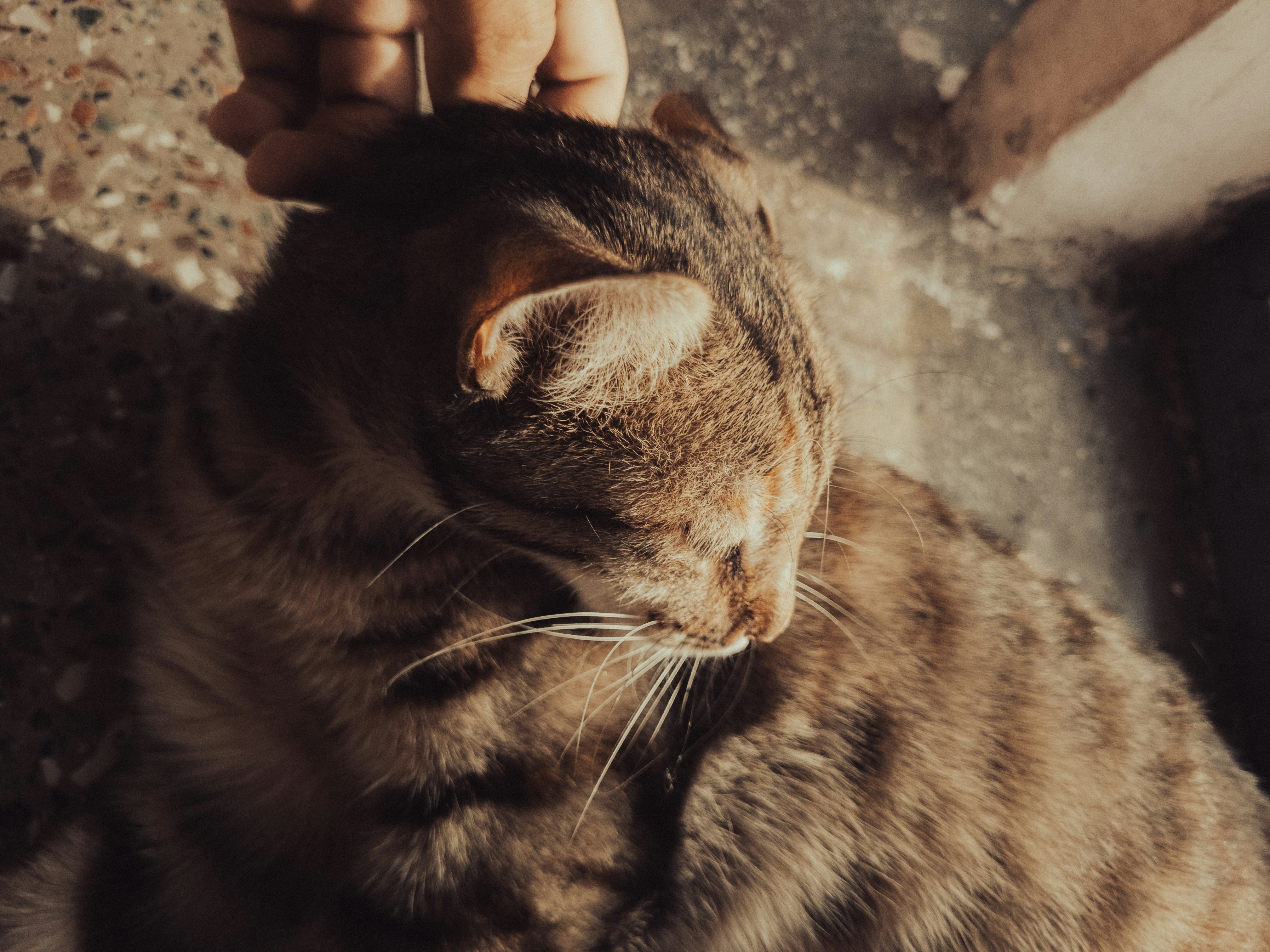 Soft-Purred Moment: A Cat Silhouetted in Sunlit Quiet