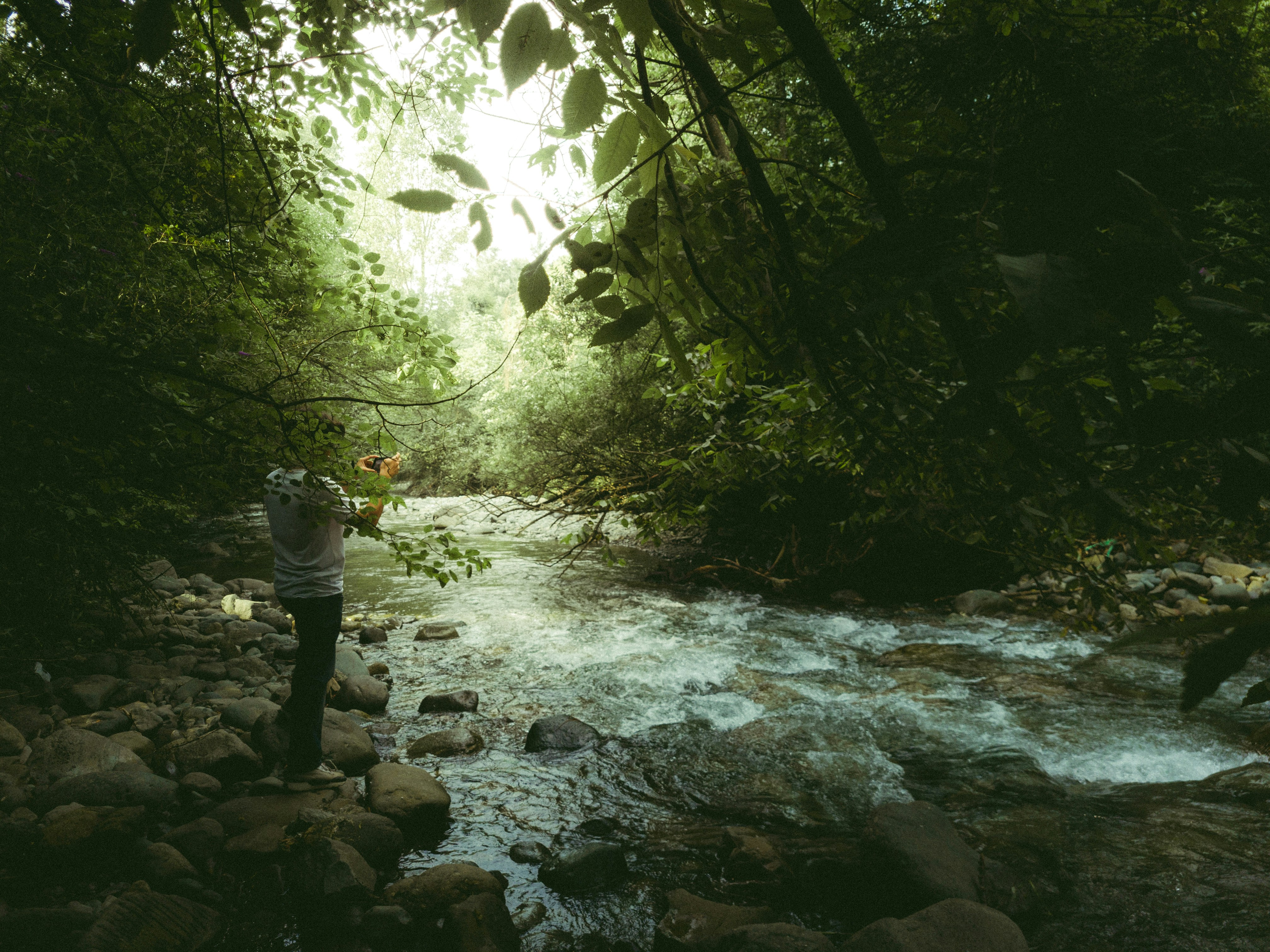 Forest Streamkeeper: A Lone Angler Amid Moving Water