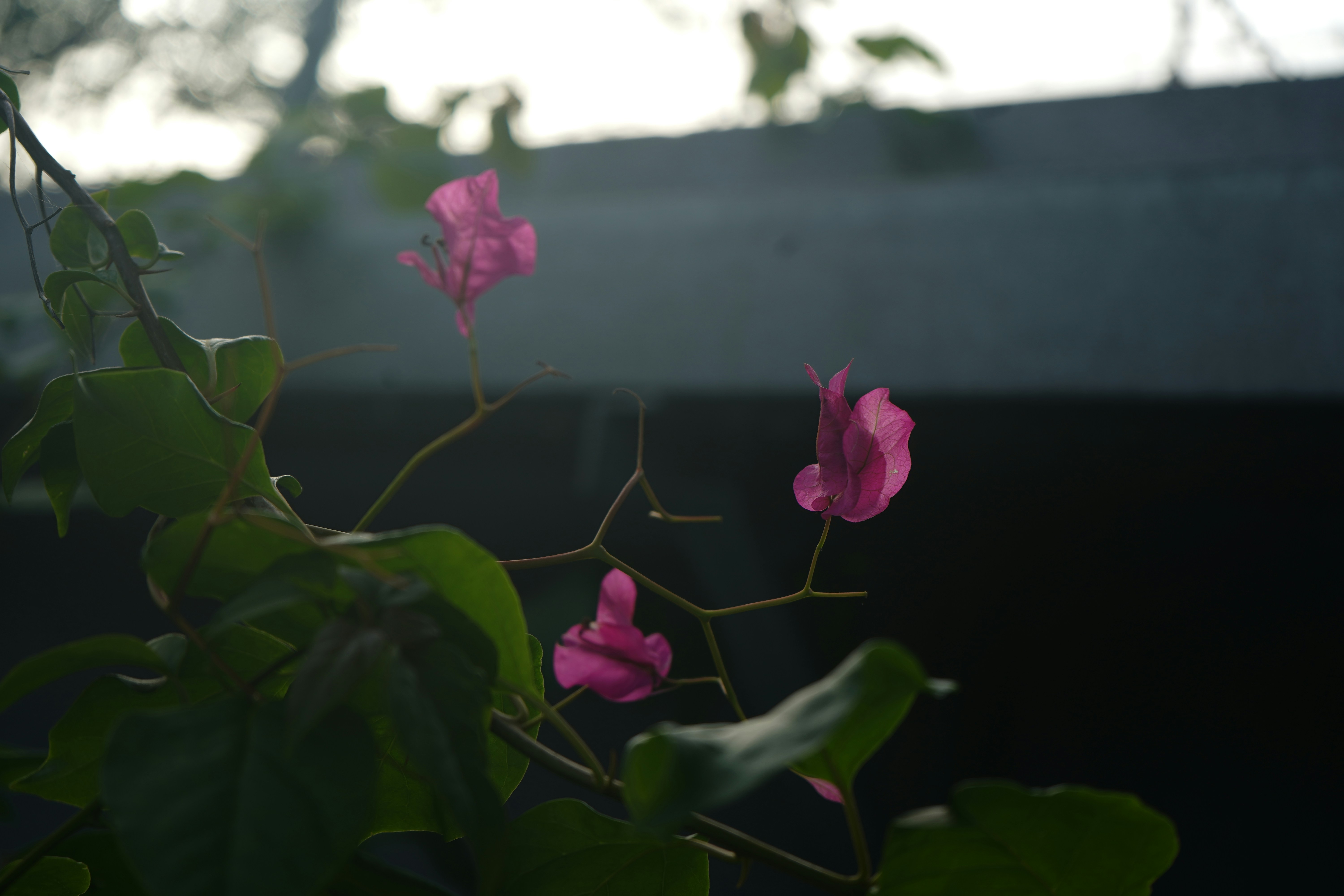 Pink Blooms at Dusk: A Quiet Climb of Vines