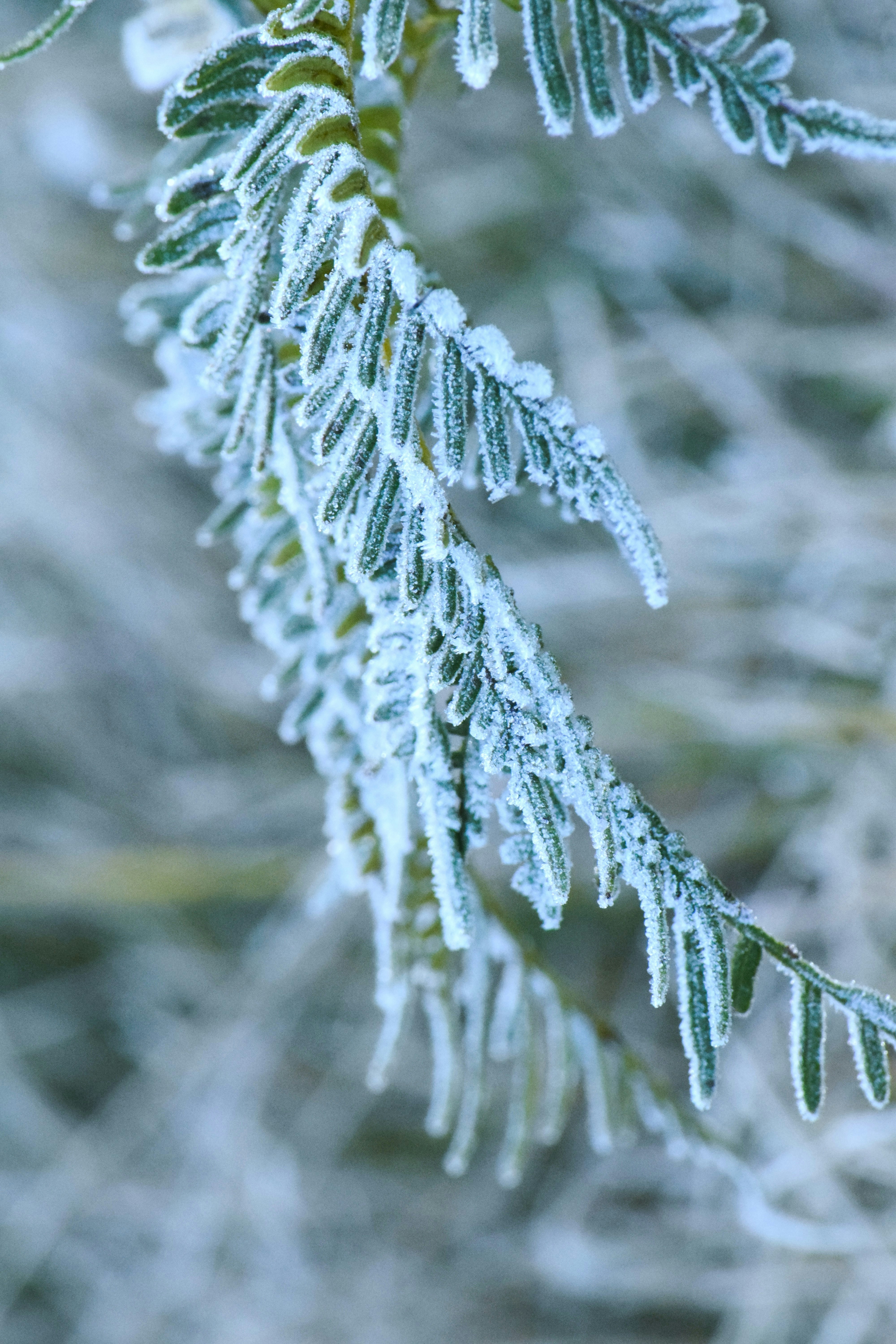 Frosted Fern: Delicate Icicle Edges in Cold Morning Light