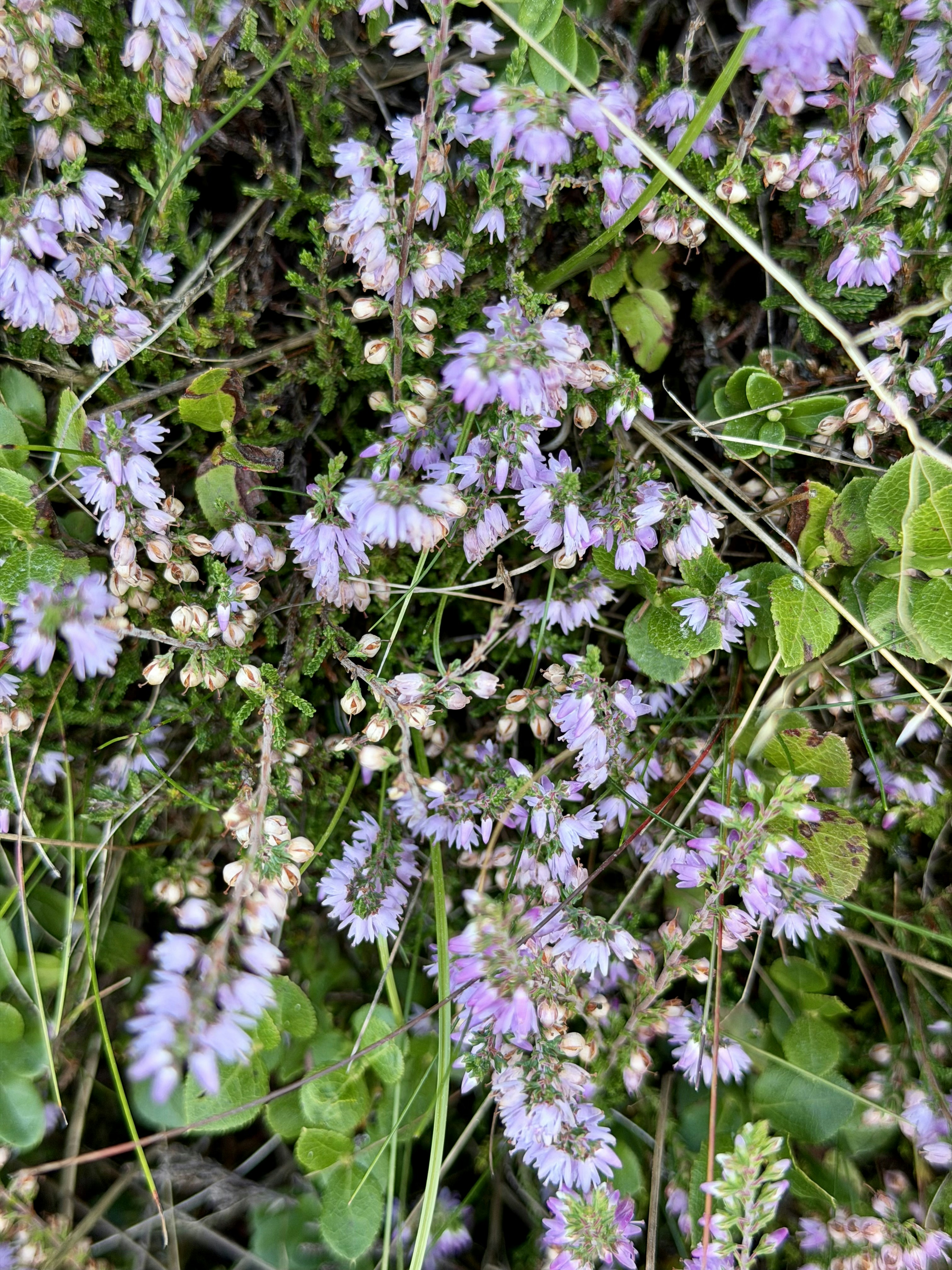 Lavender Lace Among Green Trails
