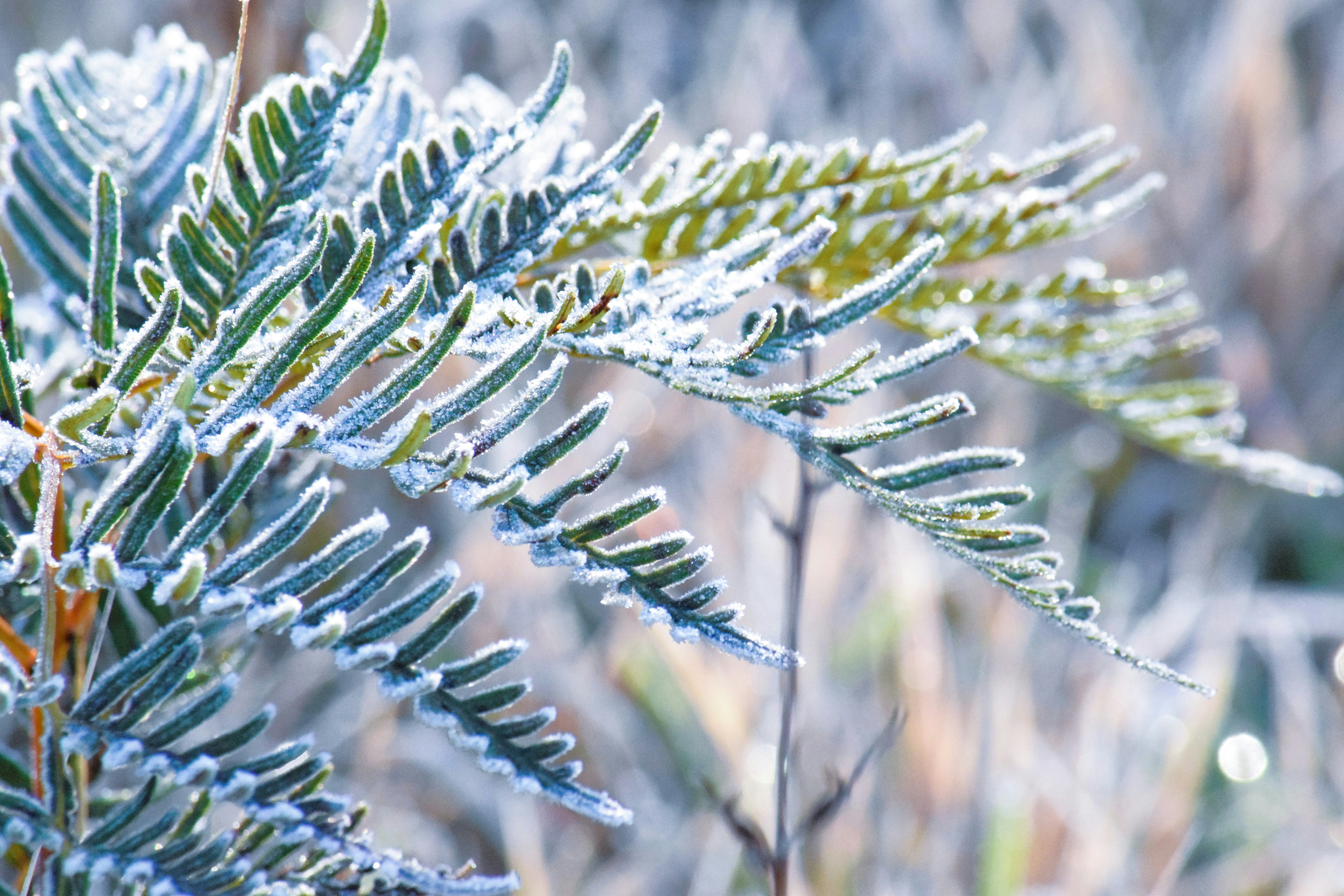 Frost-Kissed Pine Needles in Quiet Morning Light