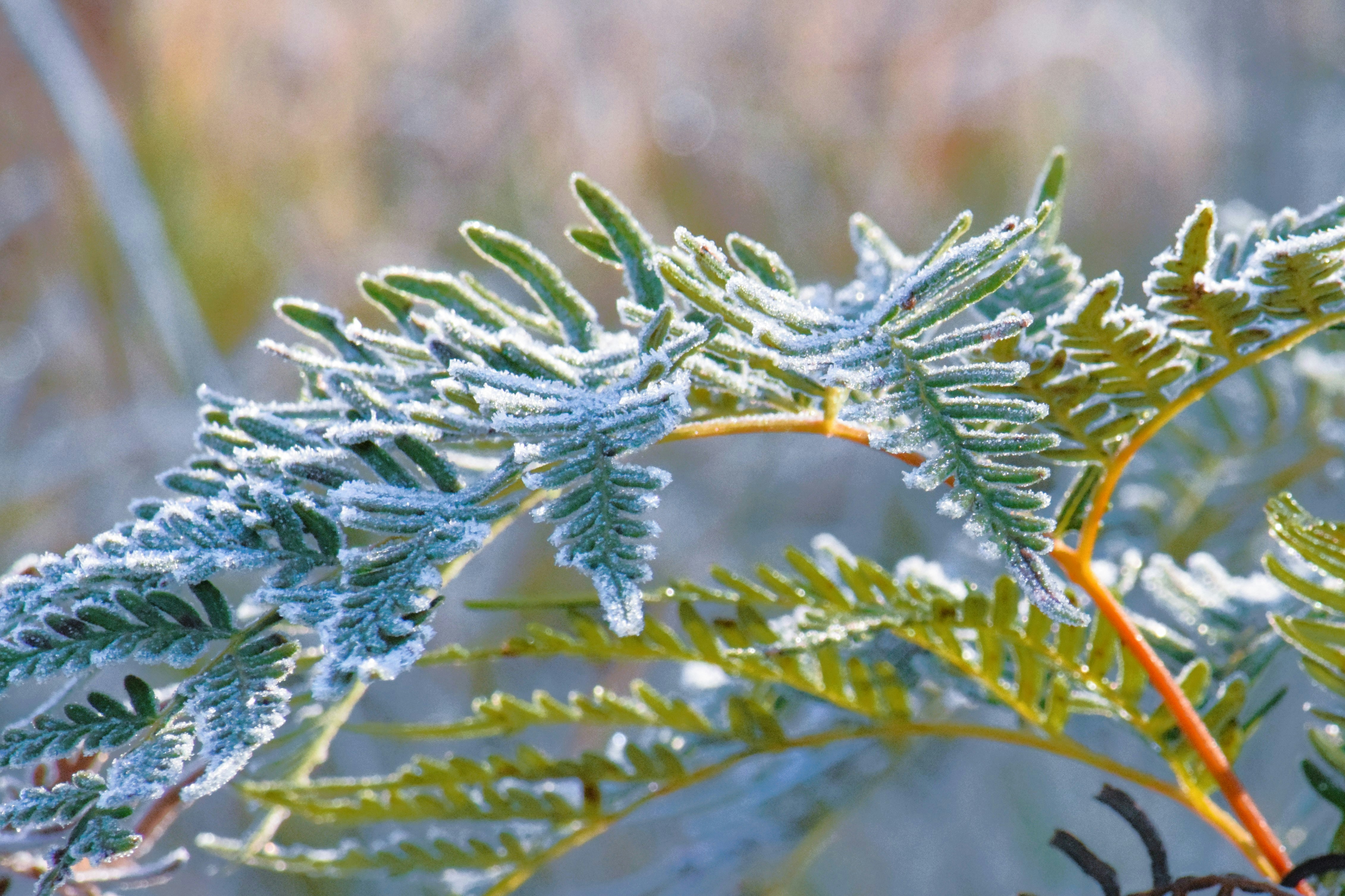 Frost-kissed Fern: delicate ice crystals on a winter stem