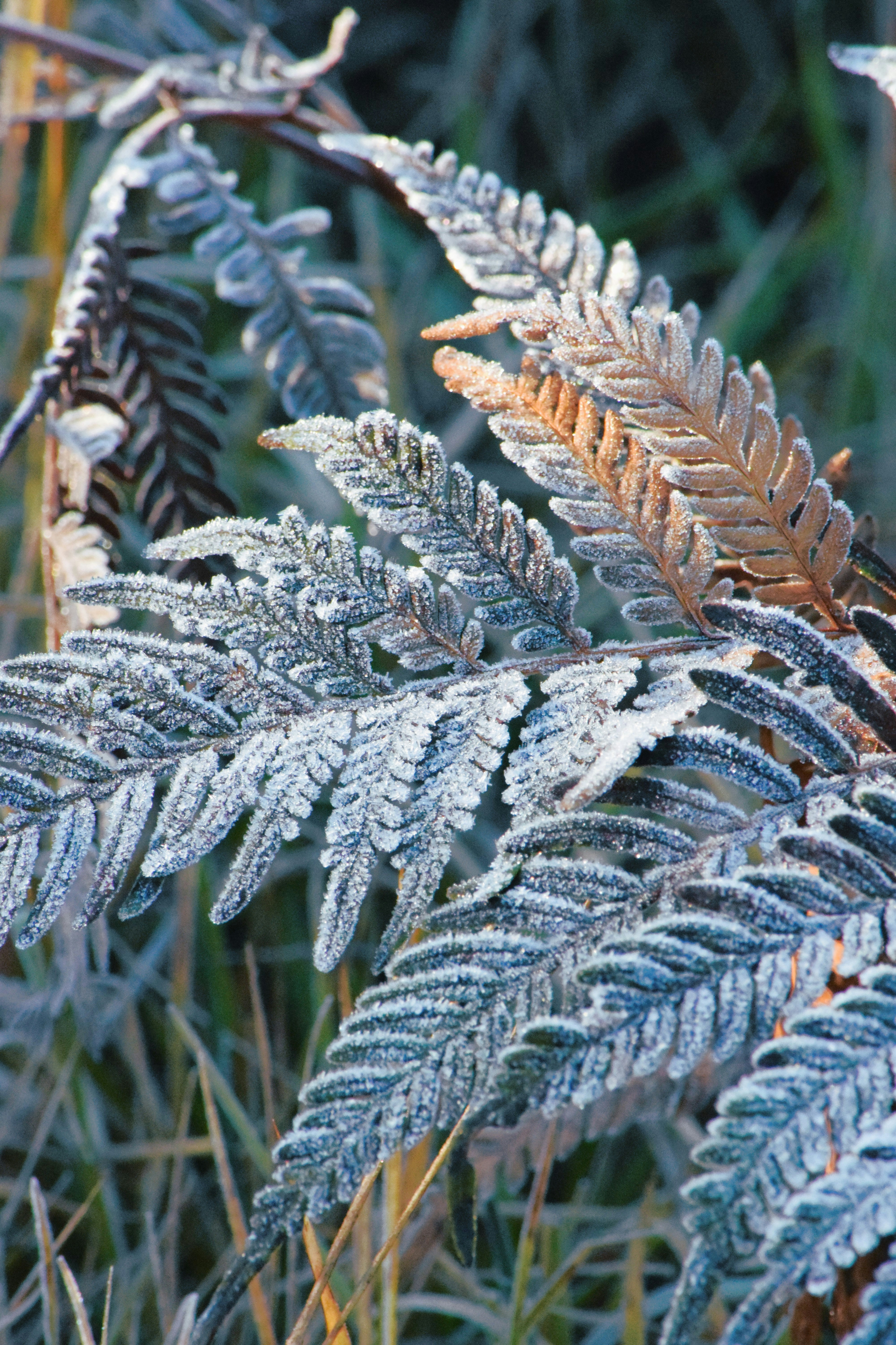 Frost-etched Fern: Morning Ice on Silver Fronds