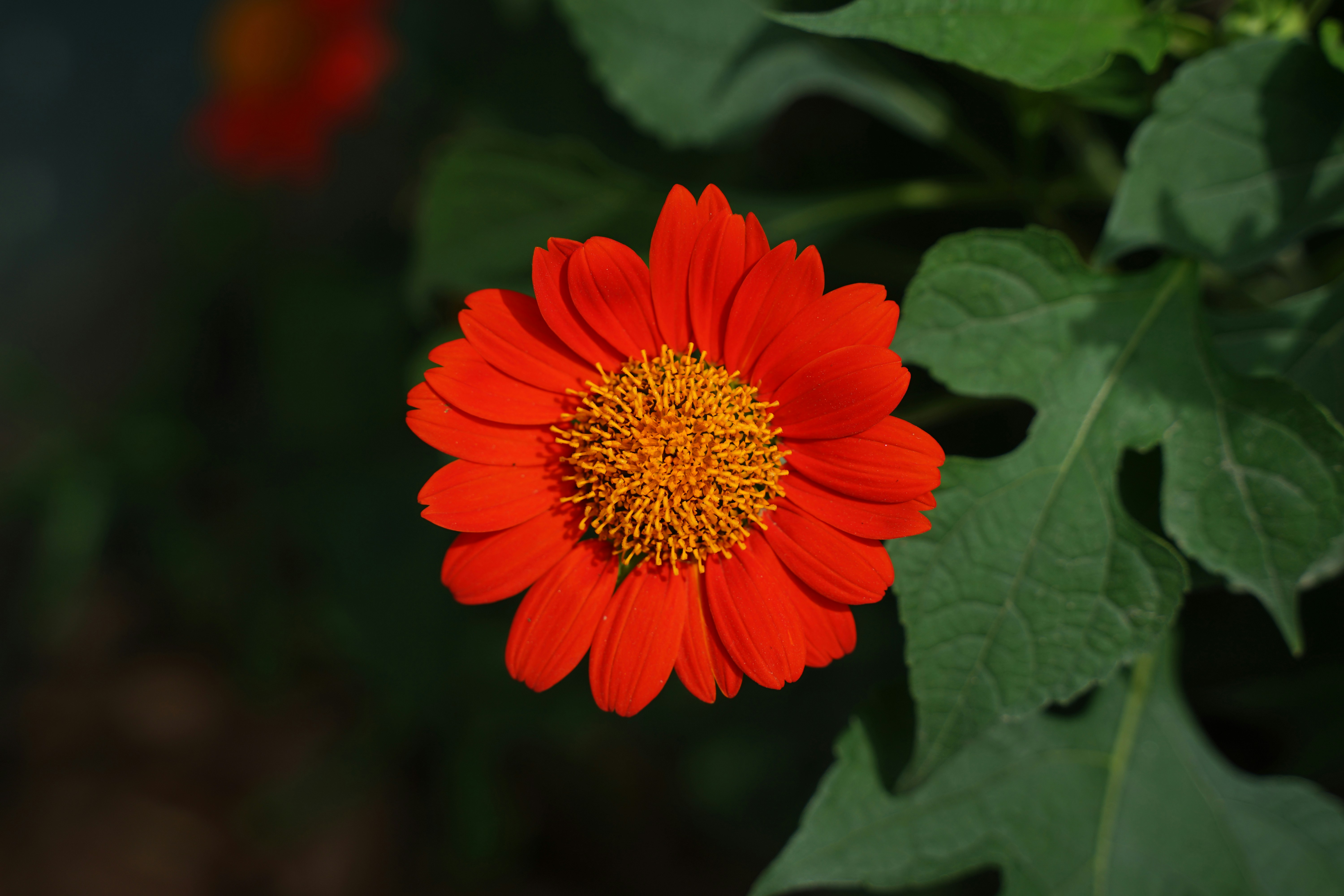 Red Florentine Bloom: Center Stage in a Quiet Garden