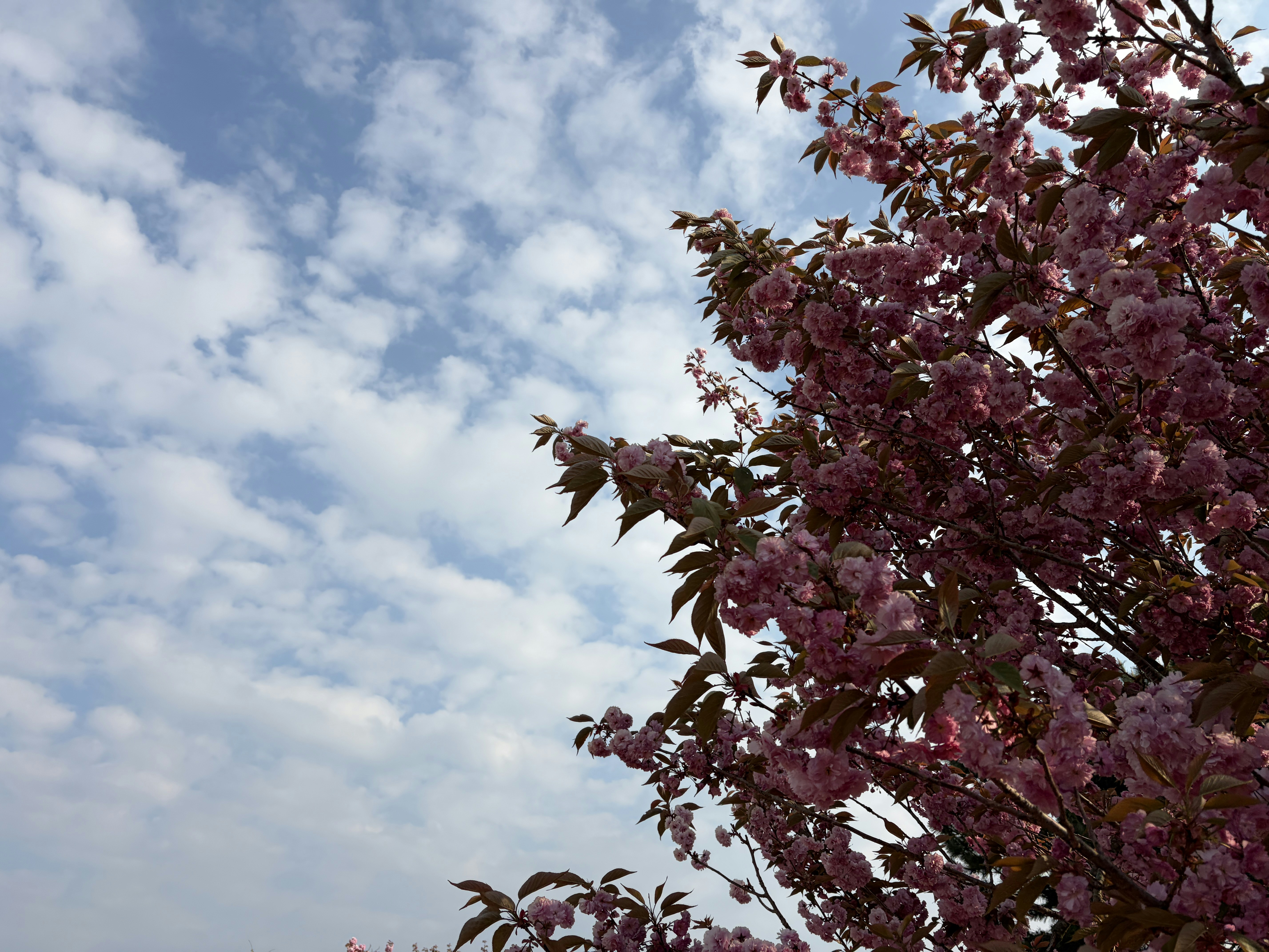 Pink Bloom on a Spring Sky