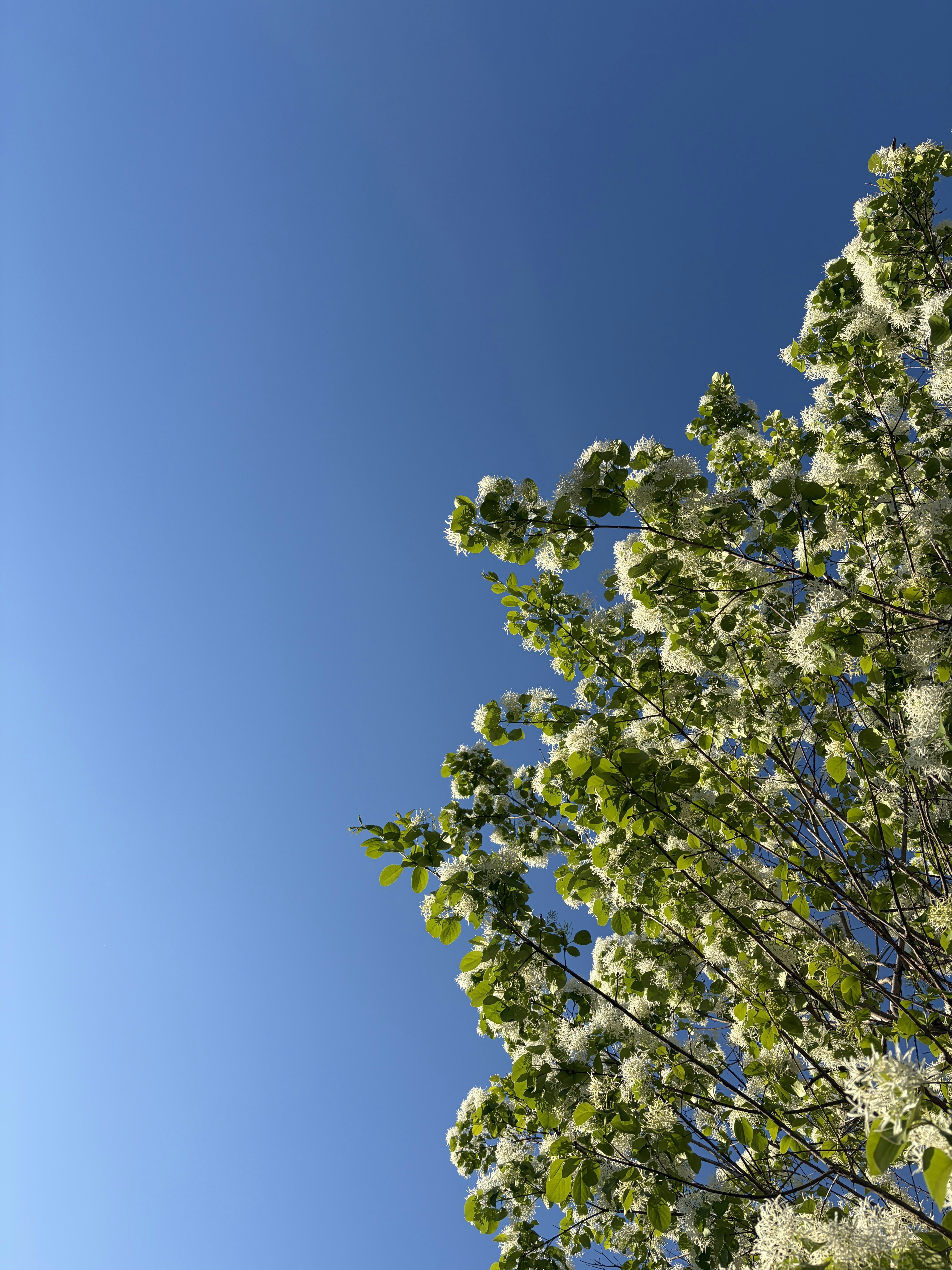Blue Sky & Snowy Leaves: A Crest of Spring Above the Orchard