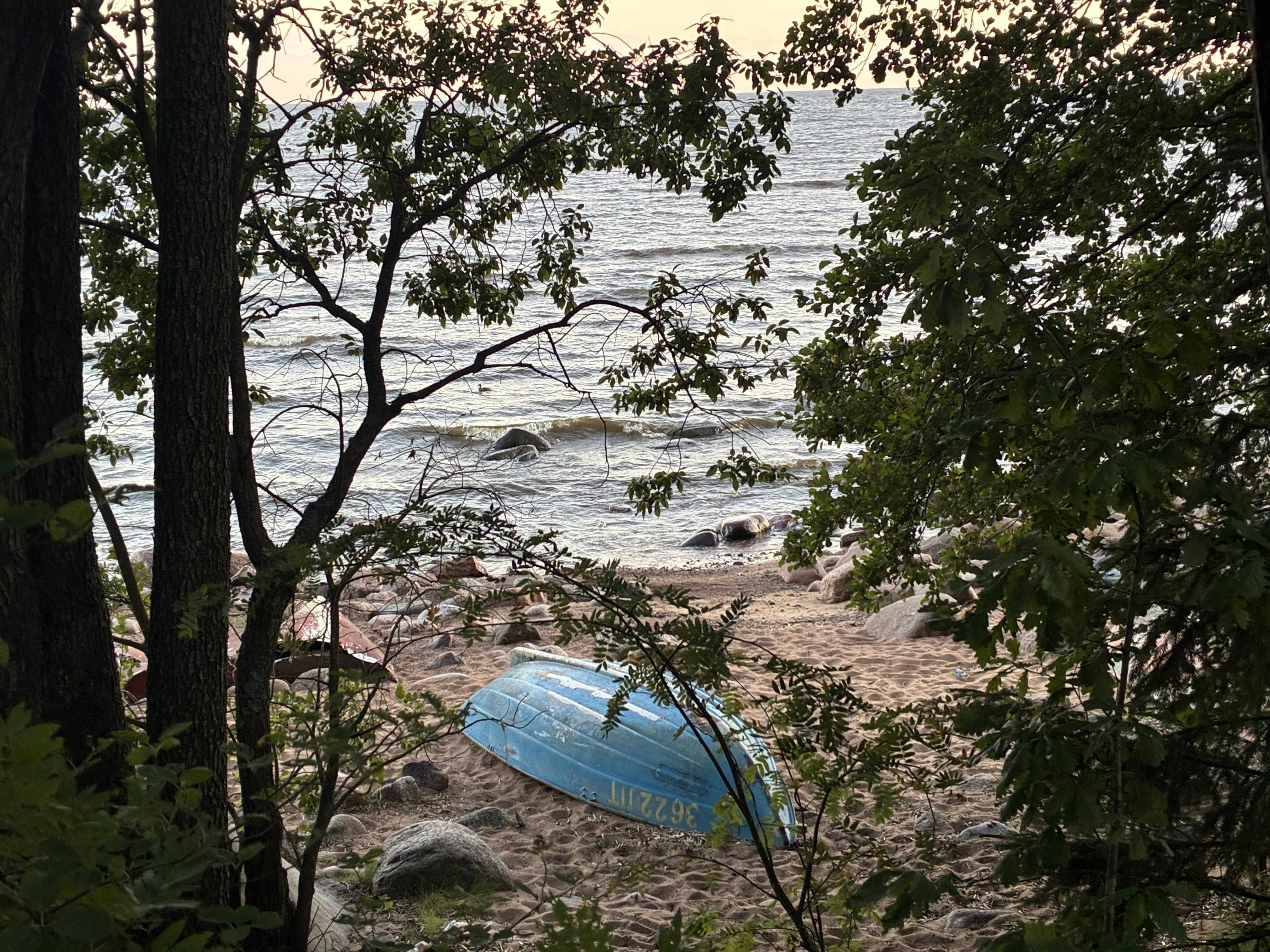 Blue Drifter Resting on Shoreline Between Branches