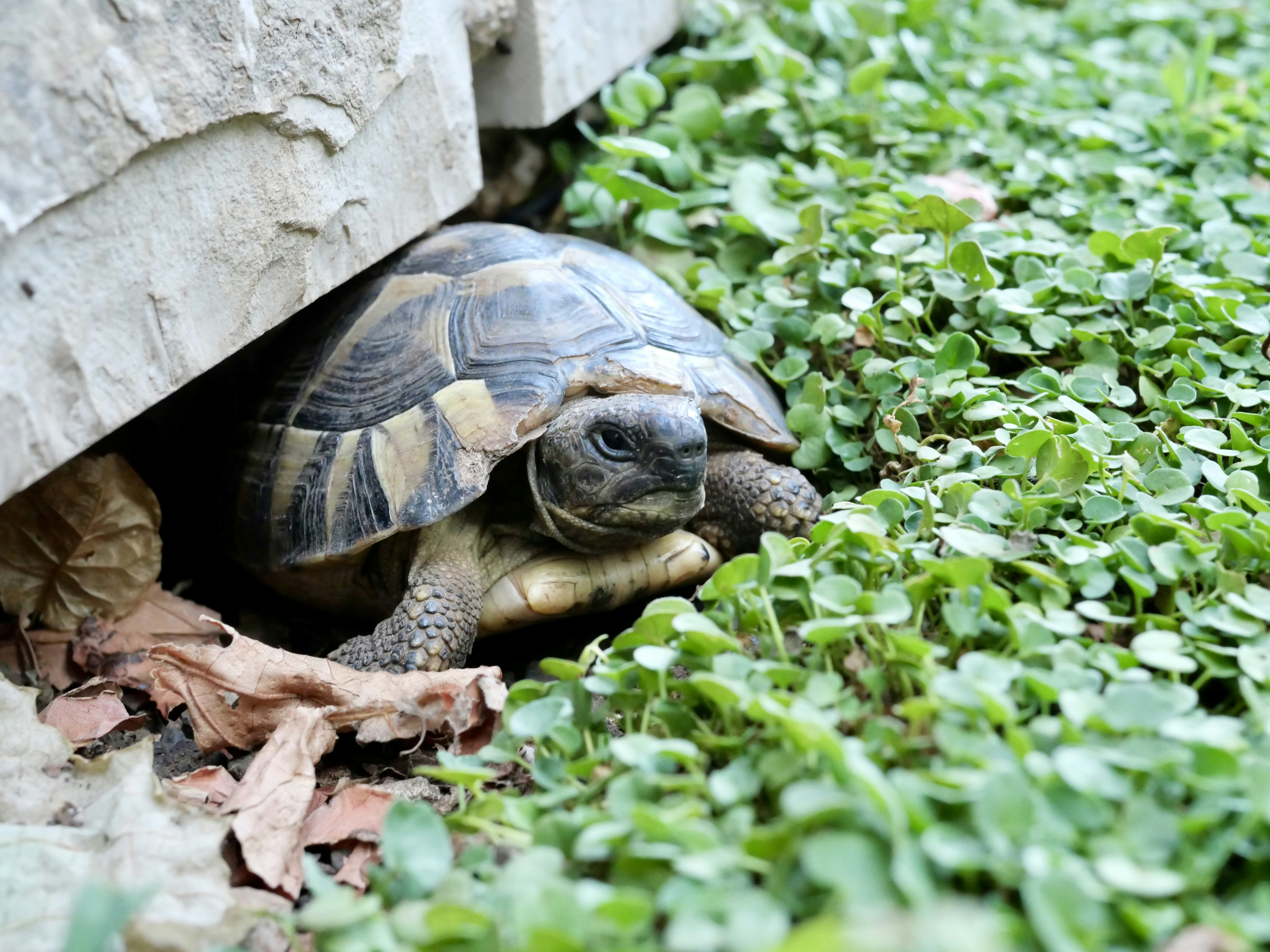 Hidden Sunlit Shell: A Ground-Level Gaze Upon a Reluctant Wanderer