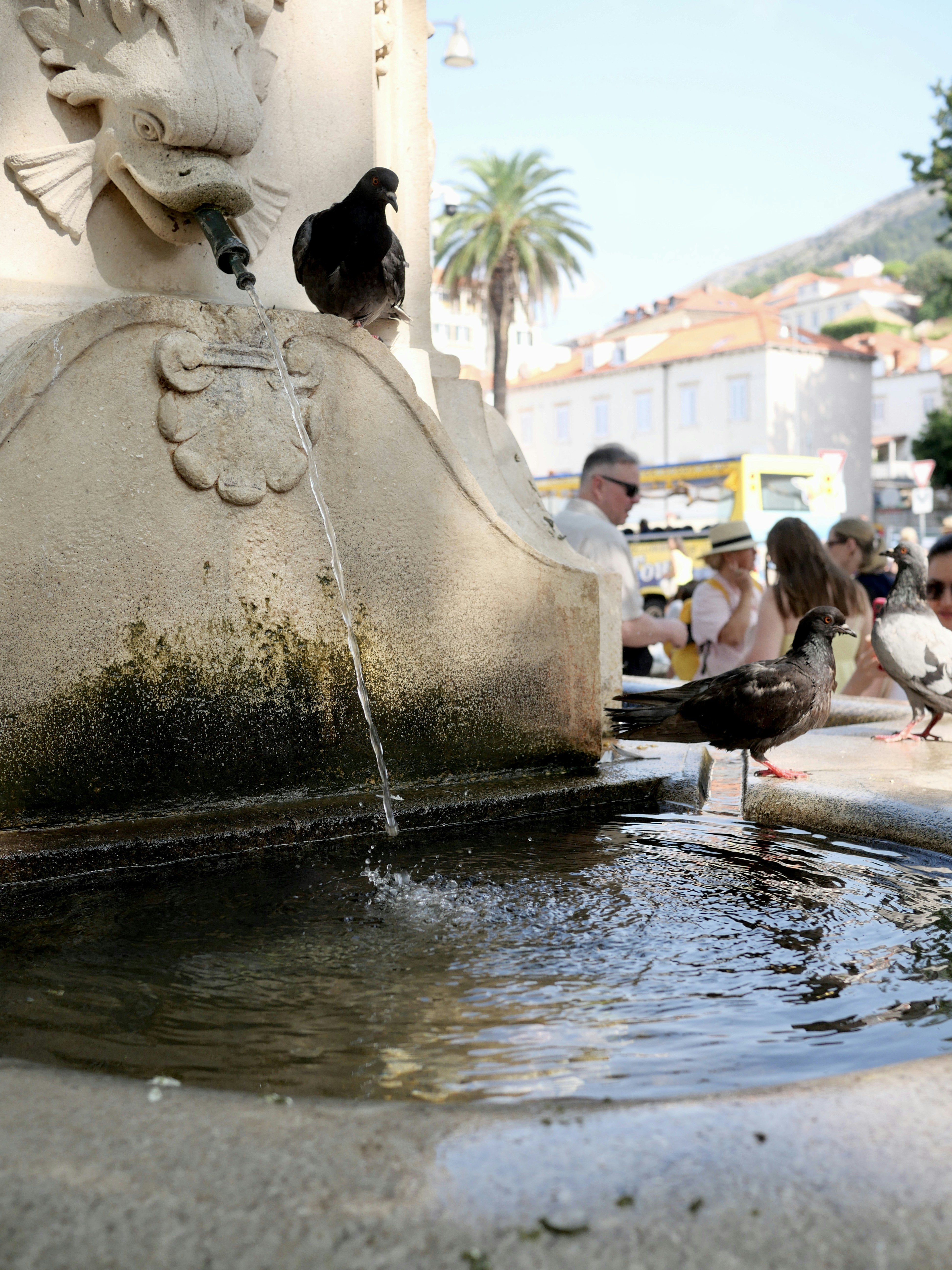 Birds at the Fountain: Urban Scene with a Perched Crow